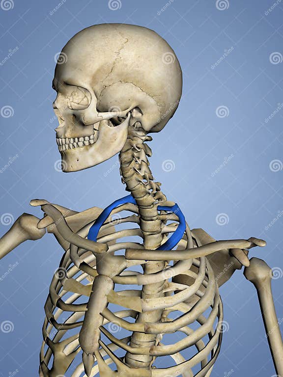 Erste Rippe, Rib Cage, Modell 3D Stock Abbildung - Illustration von ...