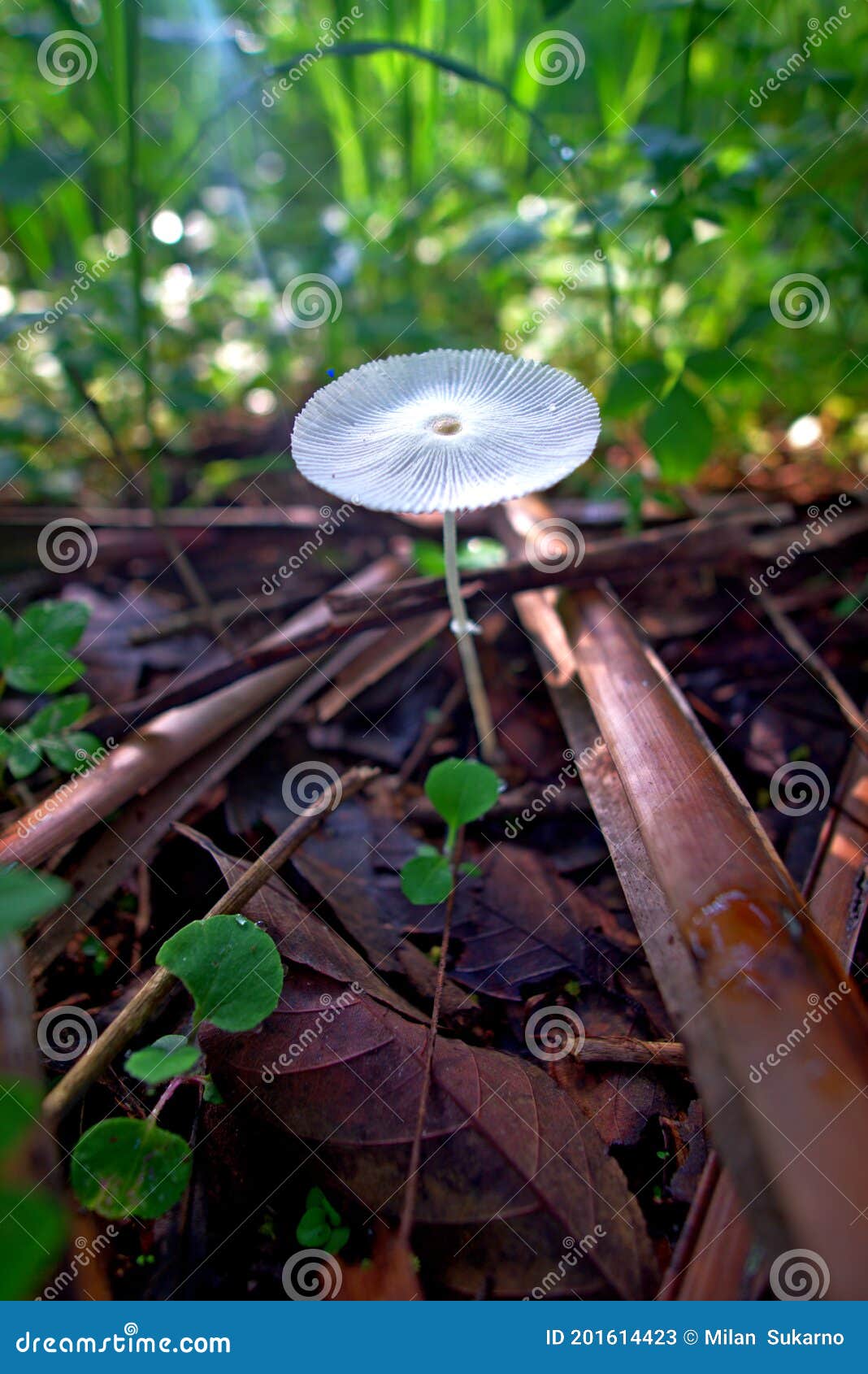 Ertical View, White Toadstool Tree Growing among the Humus of Dry ...