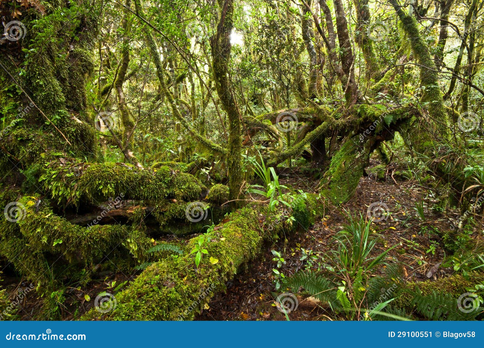 Erua Stock Photos - Free & Royalty-Free Stock Photos from Dreamstime