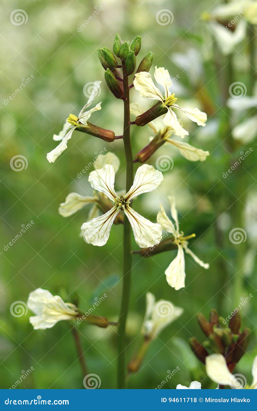 Healing Eruca Stock Photos - Free & Royalty-Free Stock Photos from ...