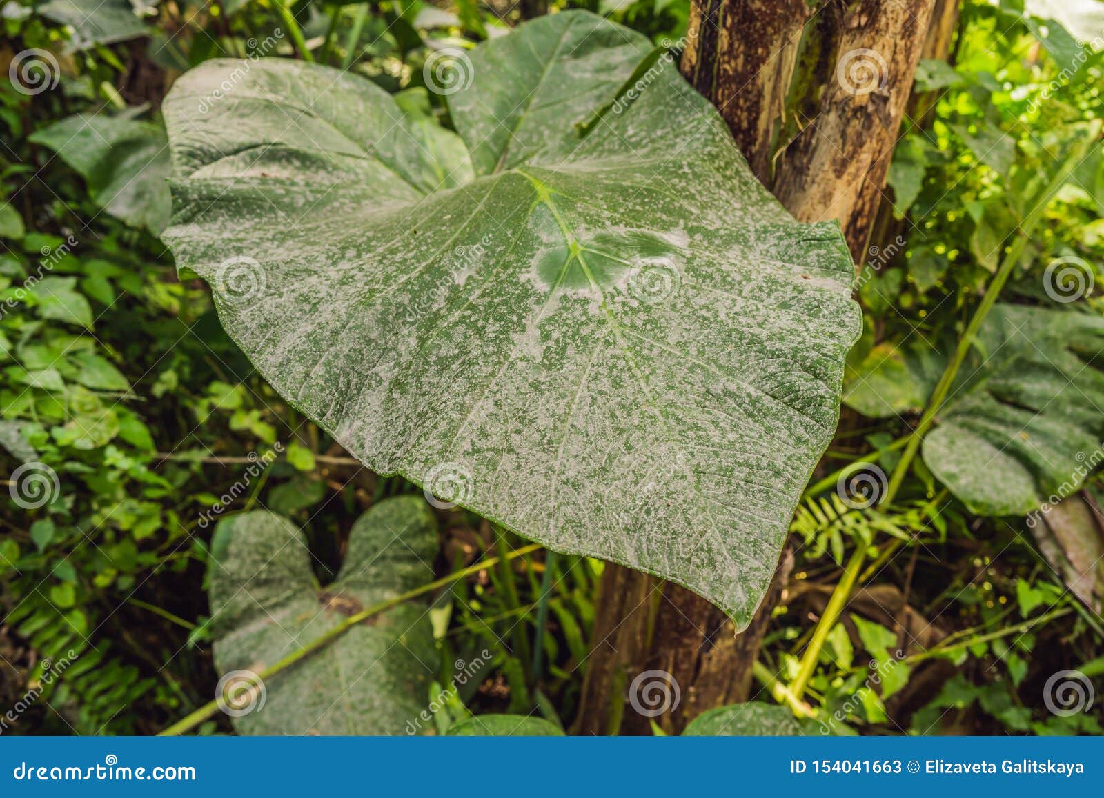 After the Eruption of the Volcano. Plants Covered with Ash from a ...