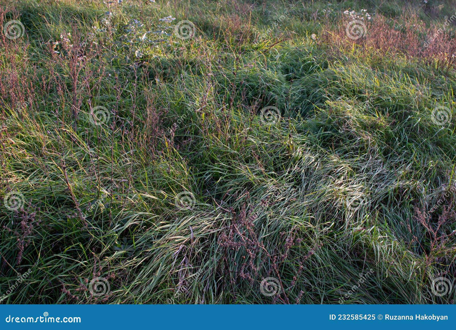 Erva Colorida Num Prado De Outono. Imagem de Stock - Imagem de ...
