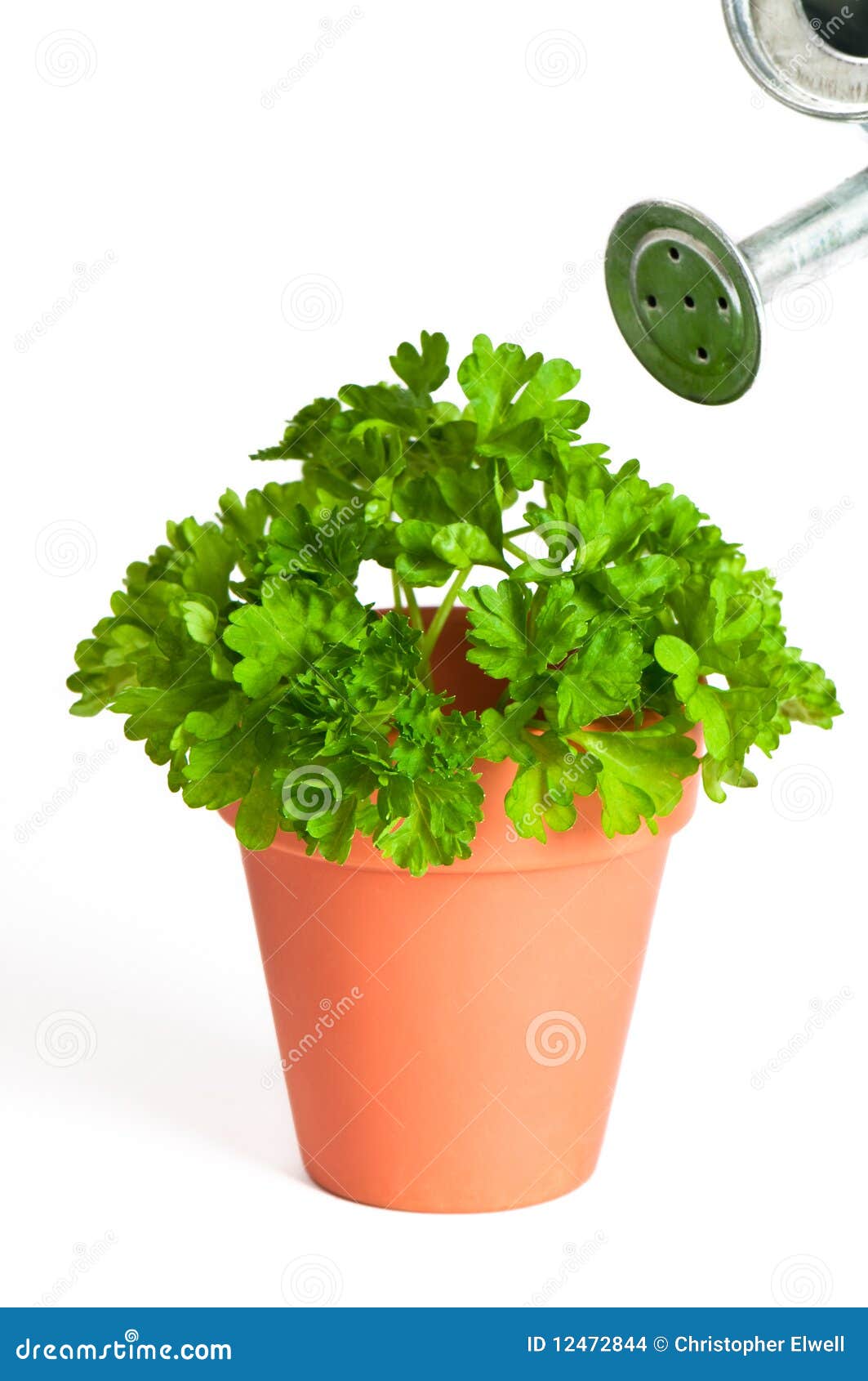 Erva da salsa foto de stock. Imagem de erva, cozinhar - 12472844