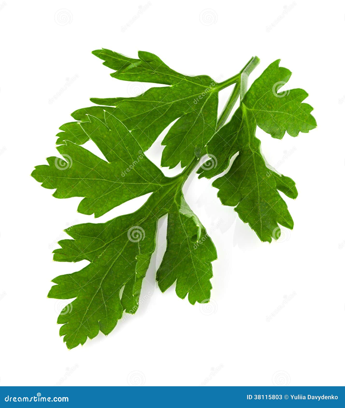 Erva da salsa imagem de stock. Imagem de frescor, gourmet - 38115803