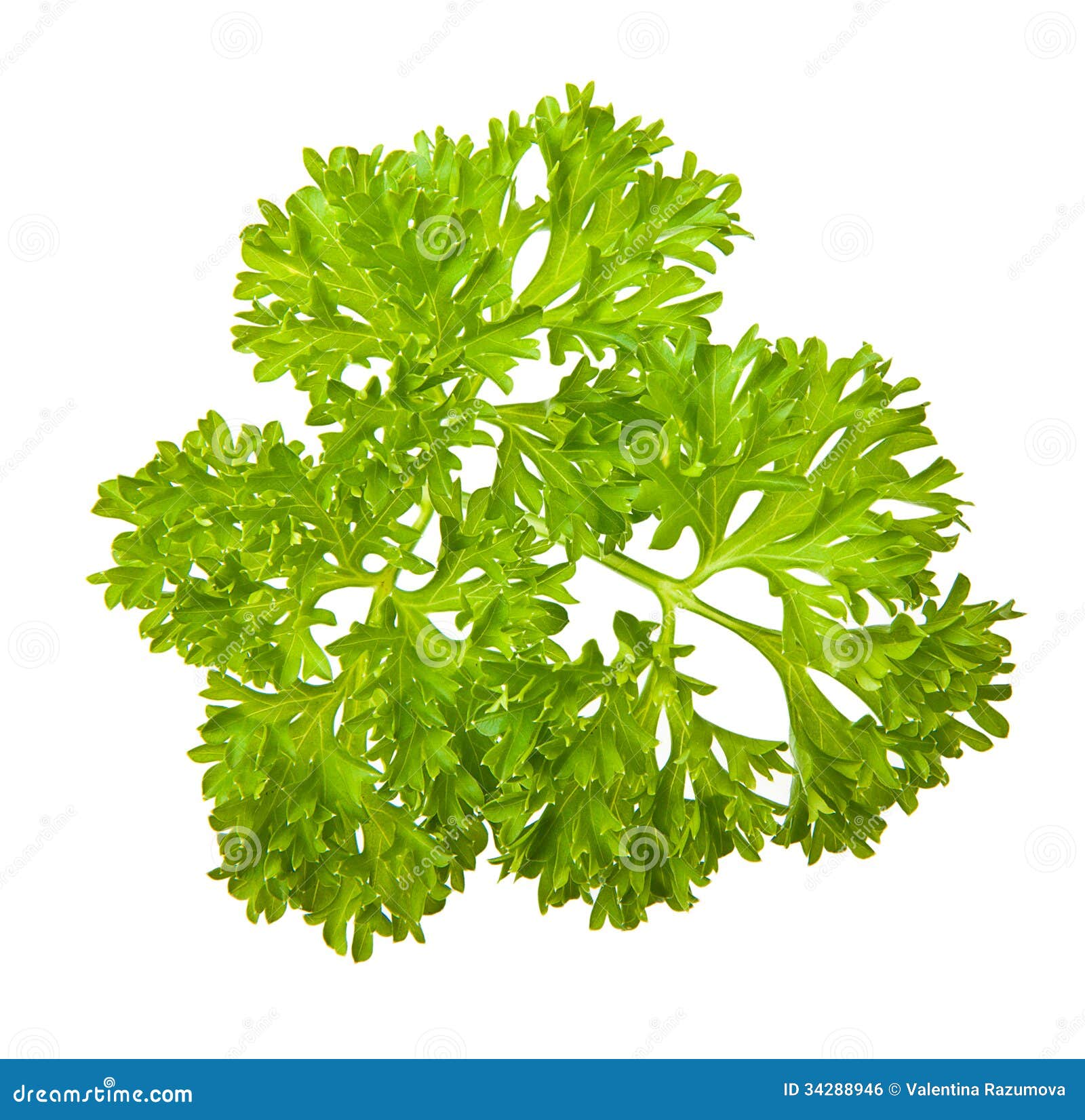 Erva da salsa isolada foto de stock. Imagem de cozinhar - 34288946