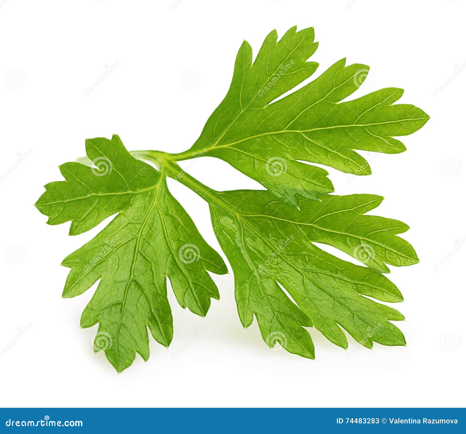 Erva da salsa isolada imagem de stock. Imagem de frescor - 74483283