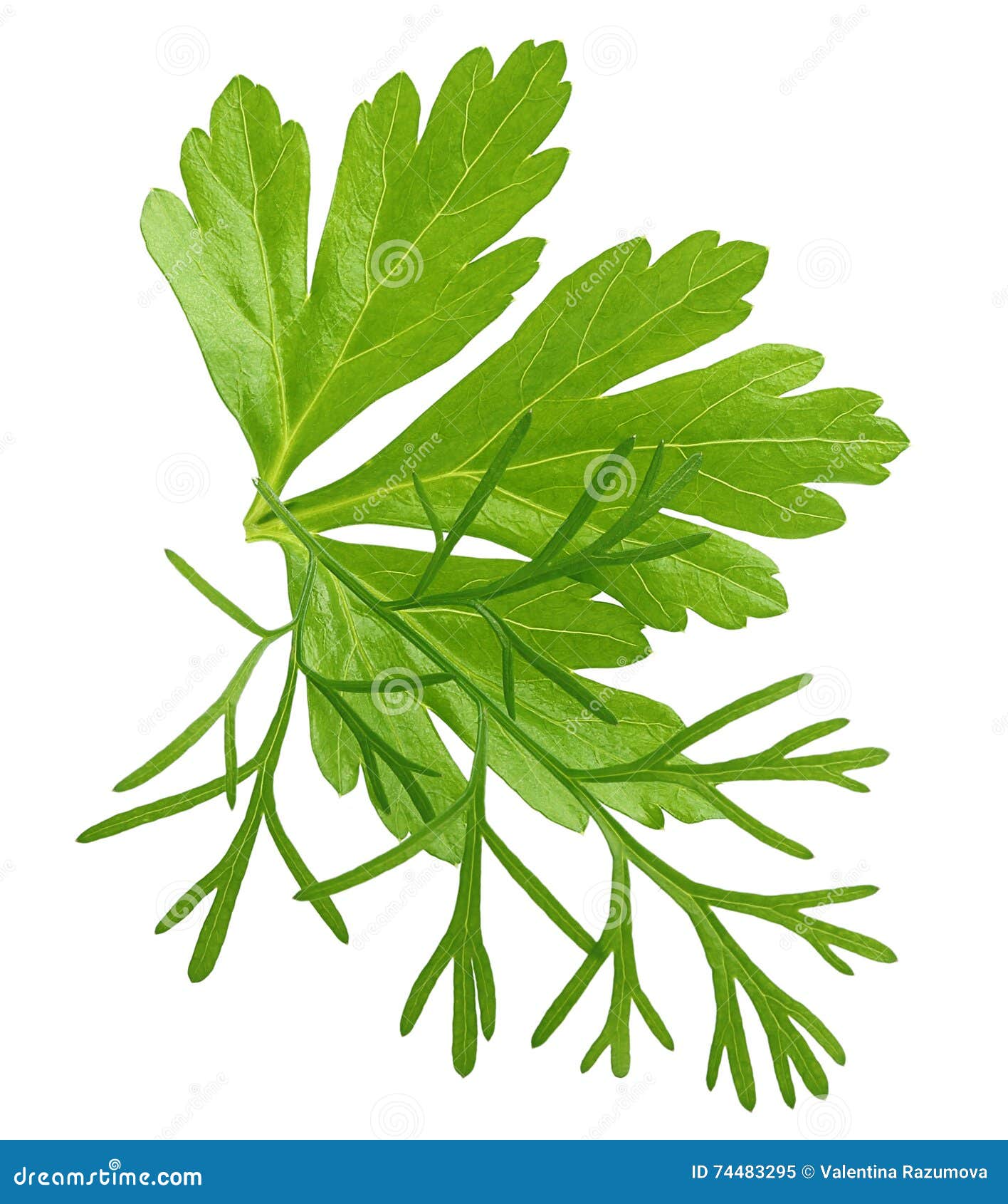 Erva da salsa isolada imagem de stock. Imagem de cereja - 74483295