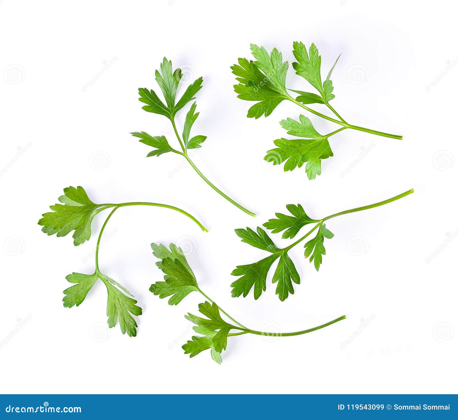 Erva Da Salsa Isolada No Fundo Branco Imagem de Stock - Imagem de ...