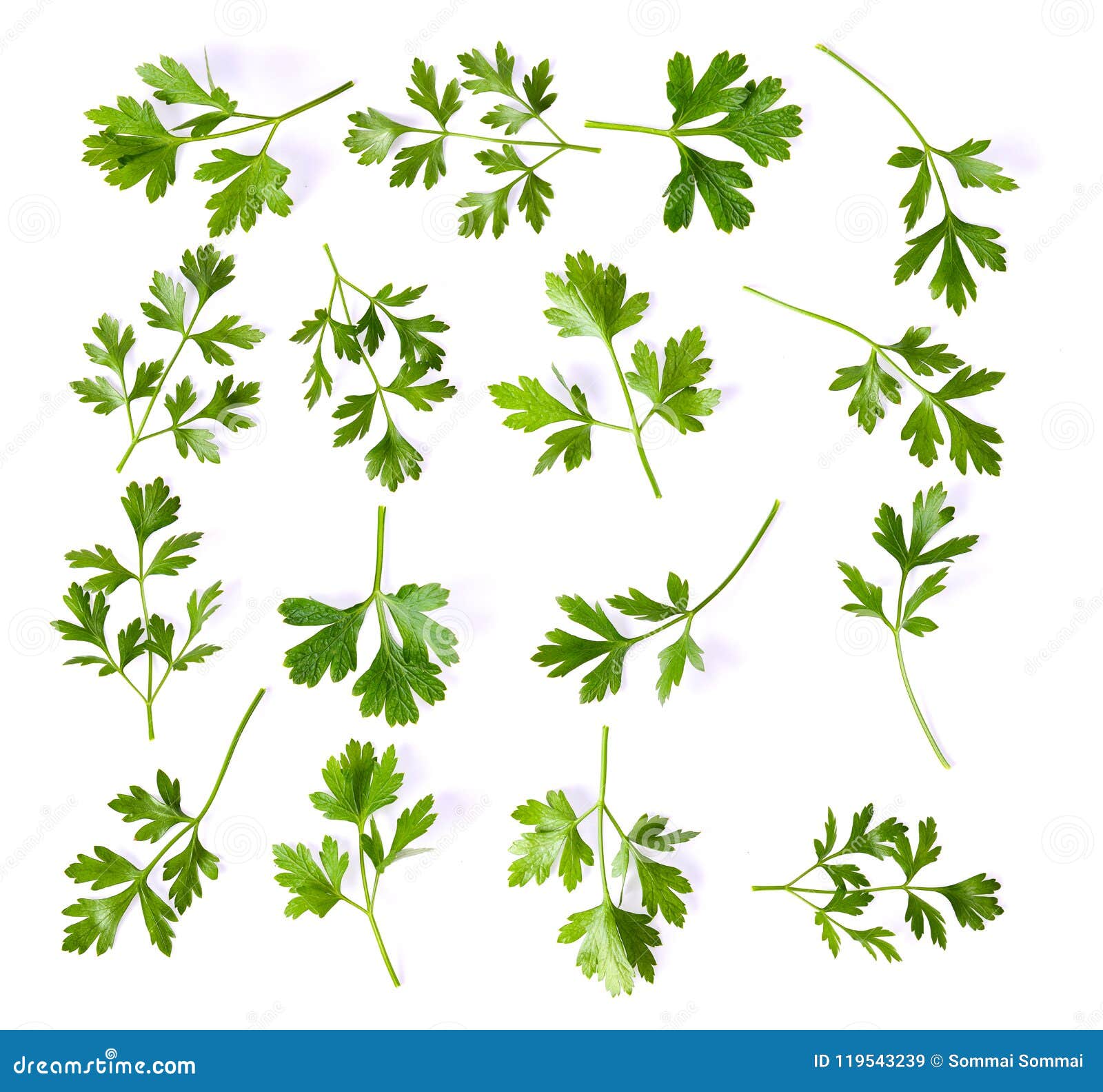 Erva Da Salsa Isolada No Fundo Branco Imagem de Stock - Imagem de ...