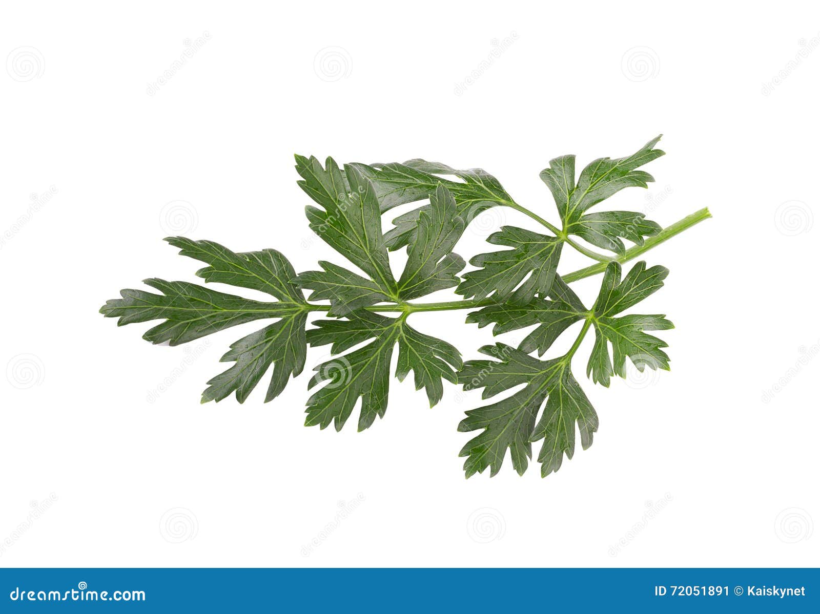 Erva Da Salsa Isolada No Fundo Branco Imagem de Stock - Imagem de ...