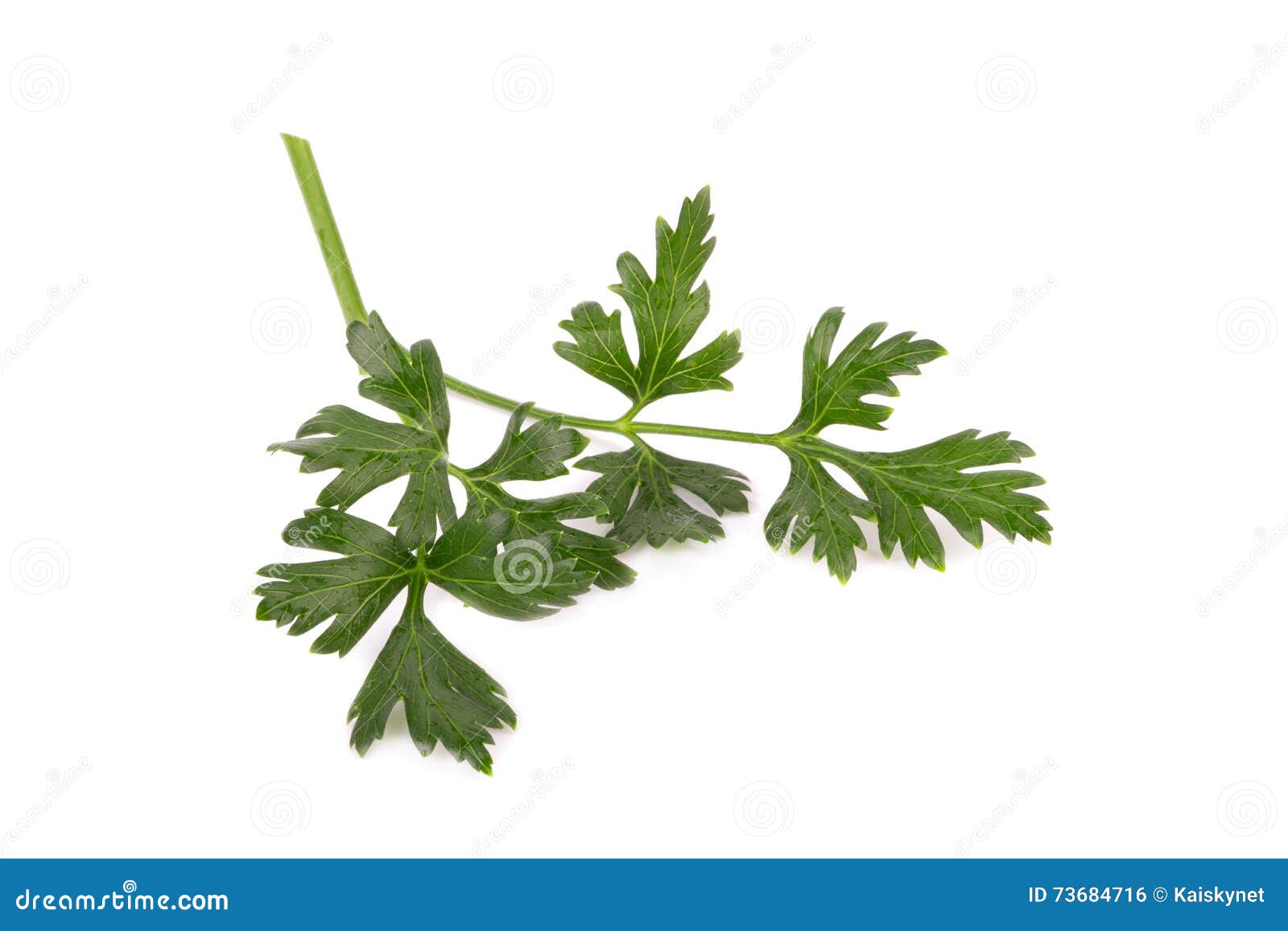 Erva Da Salsa Isolada No Fundo Branco Foto de Stock - Imagem de grupo ...