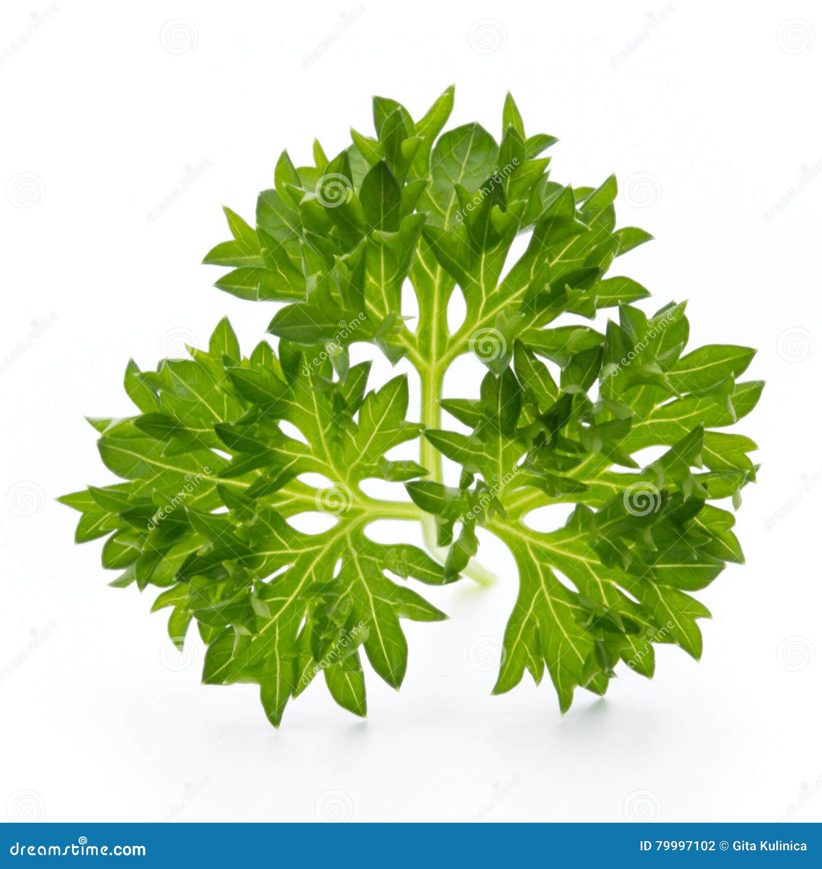 Erva Da Salsa Isolada No Fundo Branco Foto de Stock - Imagem de ...