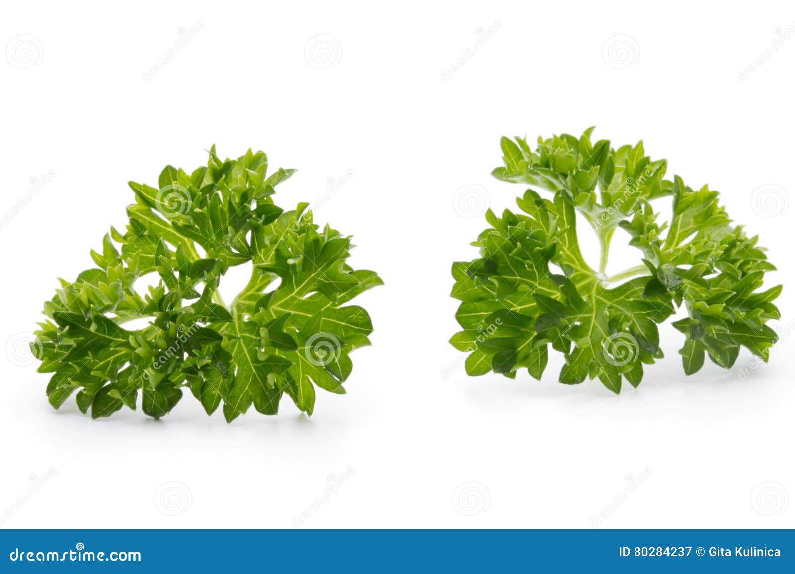 Erva Da Salsa Isolada No Fundo Branco Imagem de Stock - Imagem de grupo ...