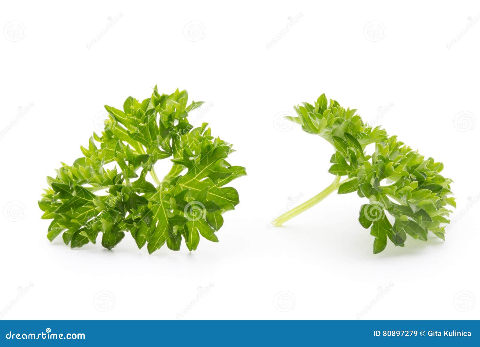 Erva Da Salsa Isolada No Fundo Branco Imagem de Stock - Imagem de ...