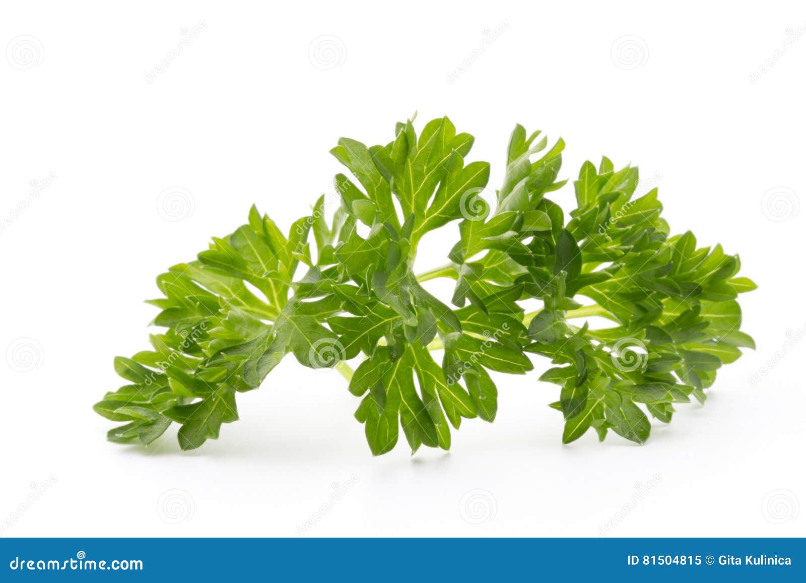 Erva Da Salsa Isolada No Fundo Branco Imagem de Stock - Imagem de ...