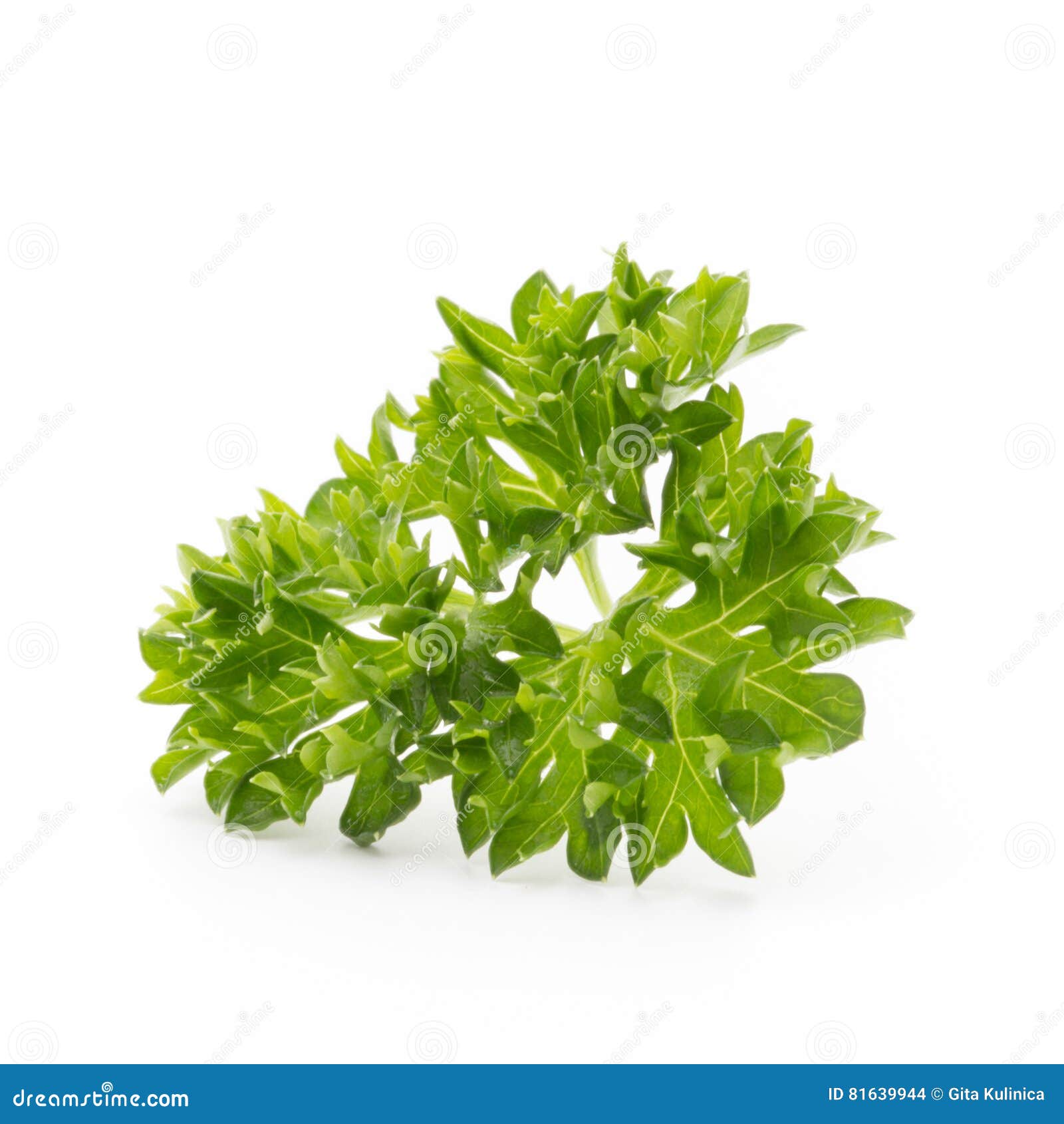 Erva Da Salsa Isolada No Fundo Branco Foto de Stock - Imagem de grupo ...