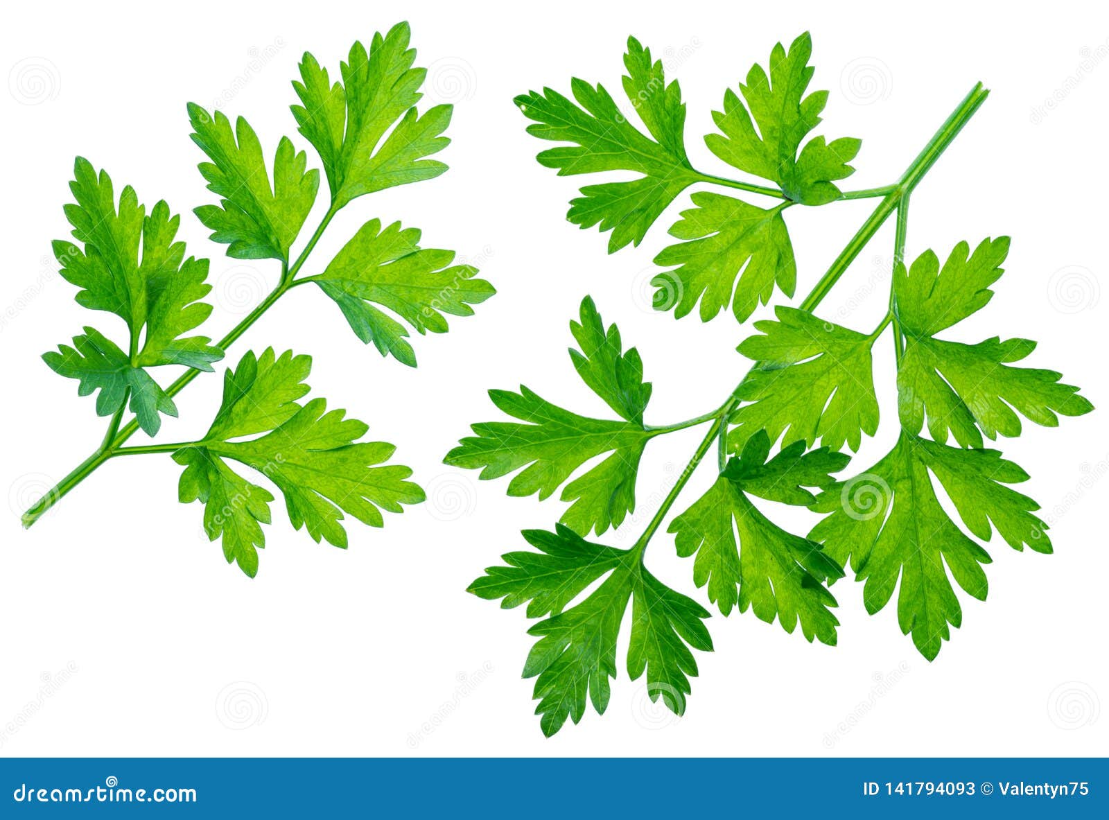 Erva Da Salsa Isolado No Fundo Branco Imagem de Stock - Imagem de folha ...