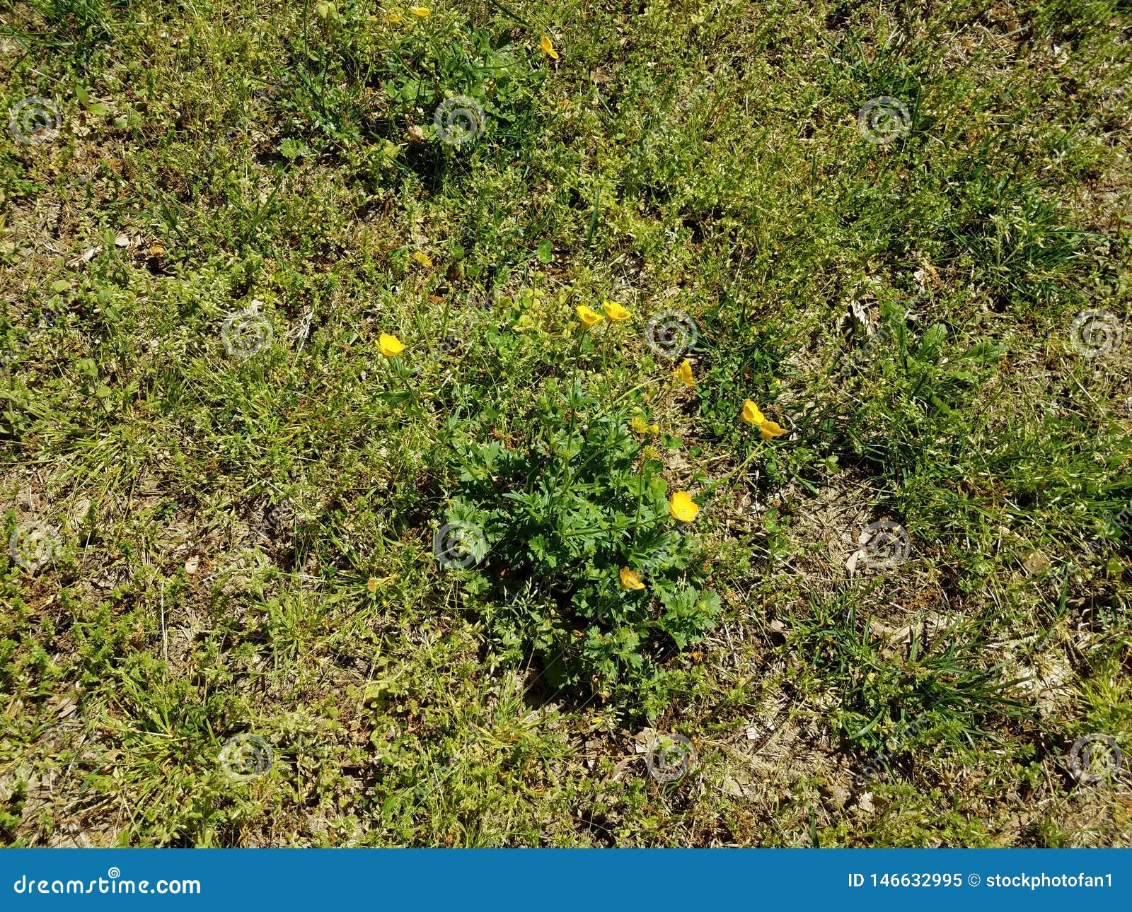 Erva Daninha Verde Com Flores Amarelas E Grama Verde Imagem de Stock ...