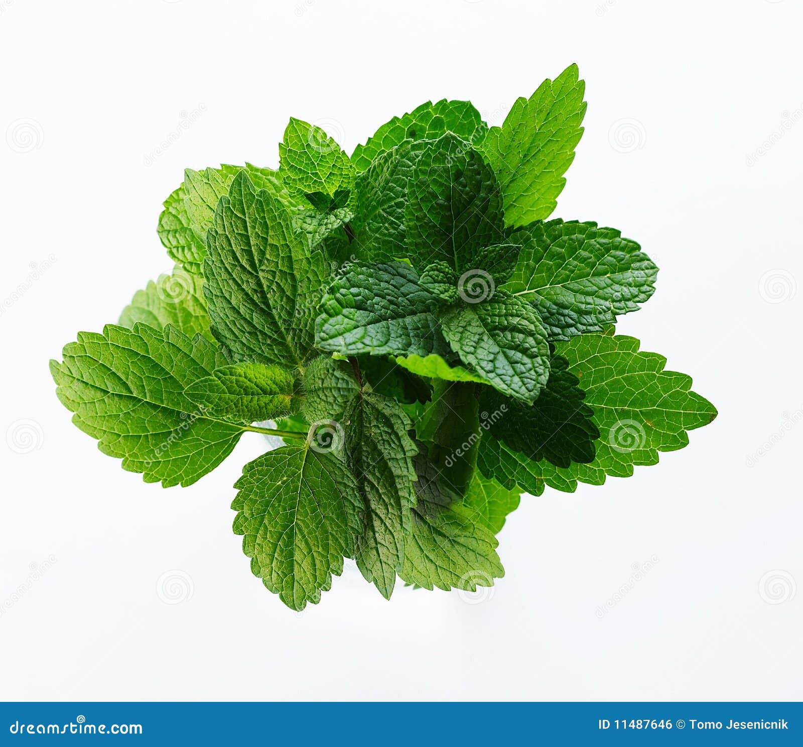 Erva de Melissa foto de stock. Imagem de perfumado, sabor - 11487646