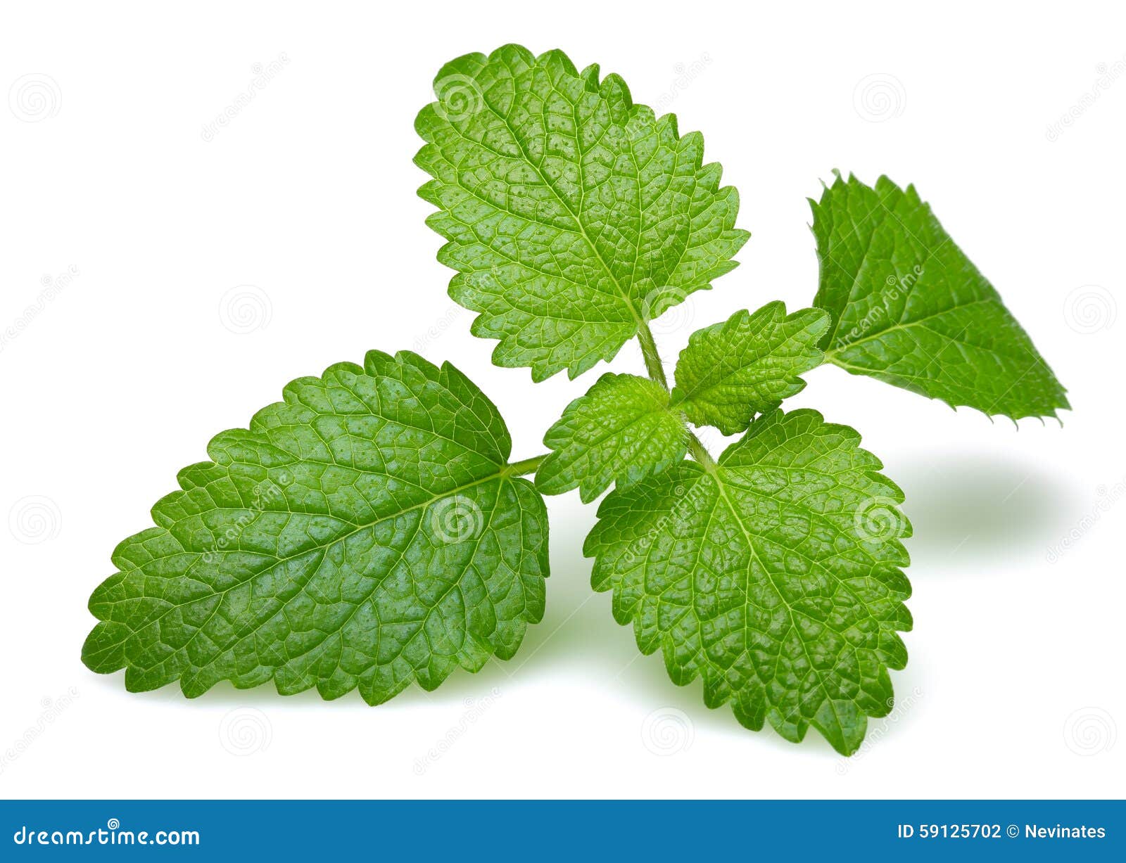 Erva de Melissa foto de stock. Imagem de fragrância, nave - 59125702