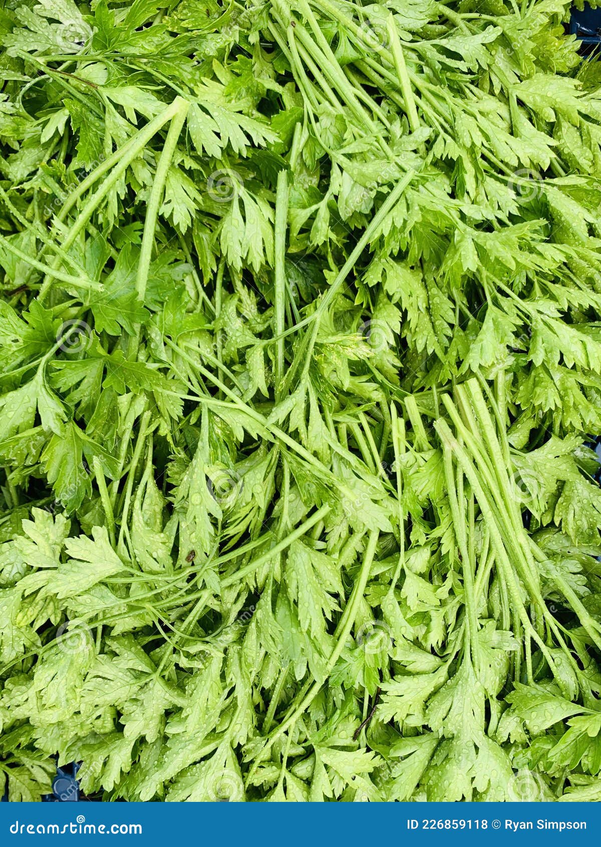 Erva de salsa foto de stock. Imagem de ingredientes - 226859118