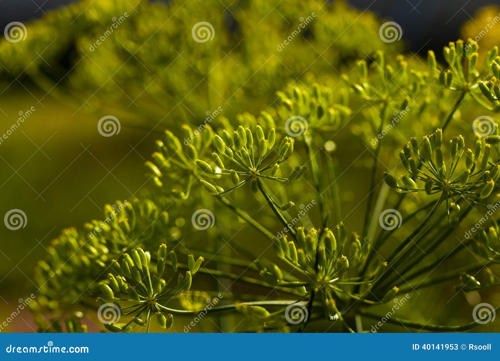 Erva-doce verde imagem de stock. Imagem de bebida, ingrediente - 40141953