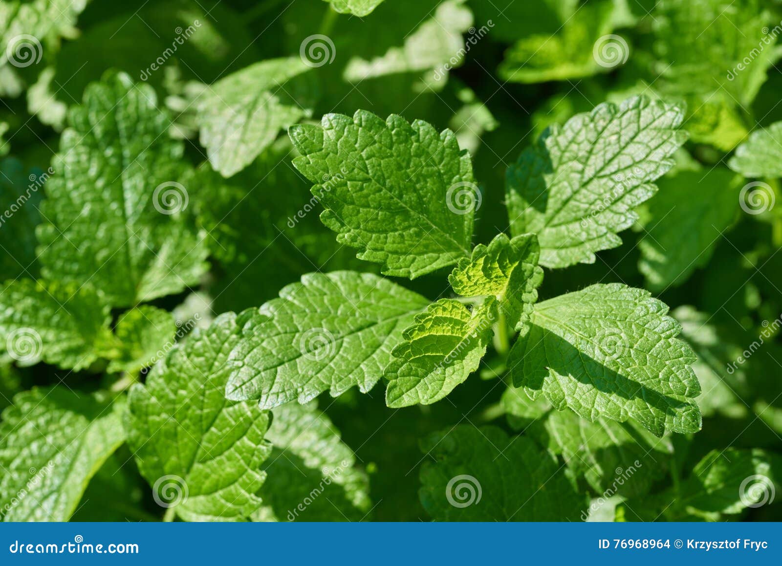 Erva fresca do melissa foto de stock. Imagem de erva - 76968964