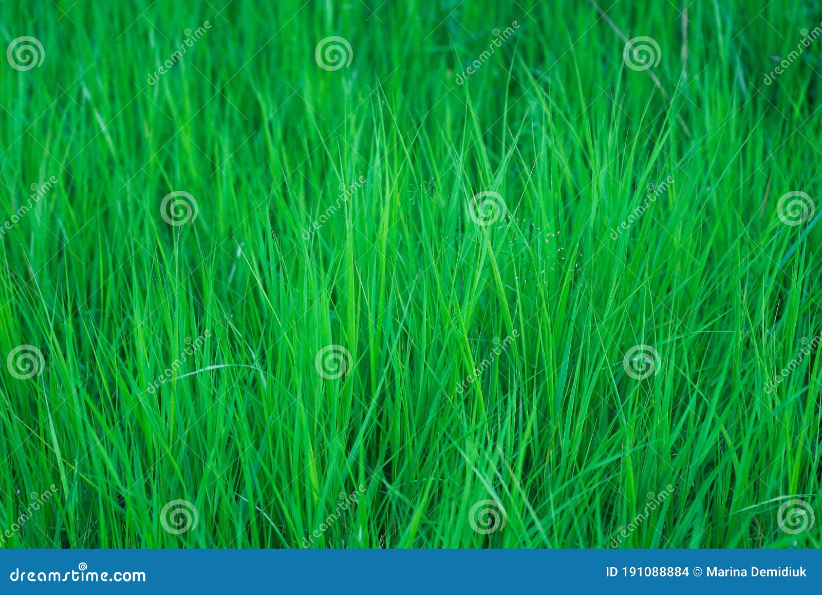 Erva Verde Fresca, Com a Textura De Capim Foto de Stock - Imagem de ...