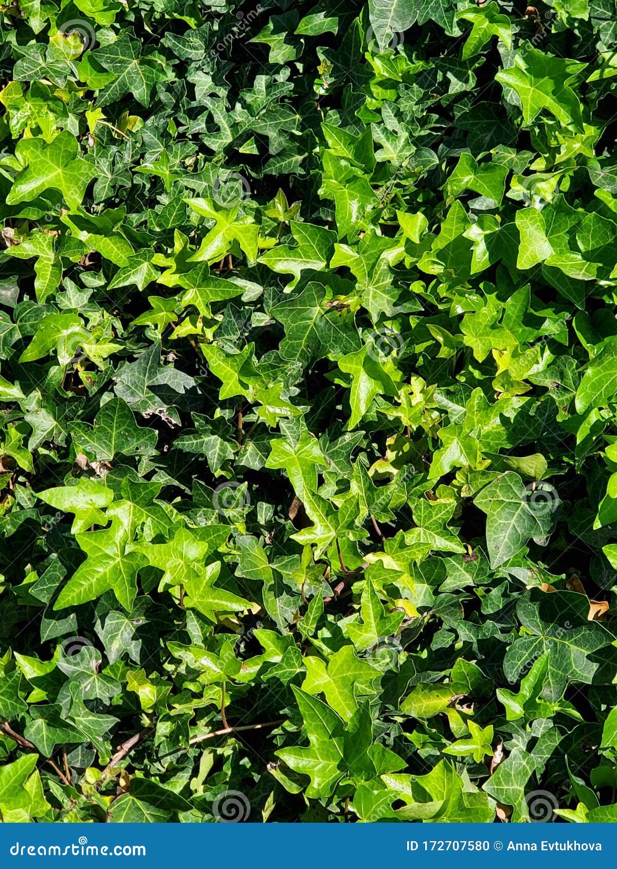 Erva Verde Verdadeira Folhas Grandes Foto de Stock - Imagem de real ...