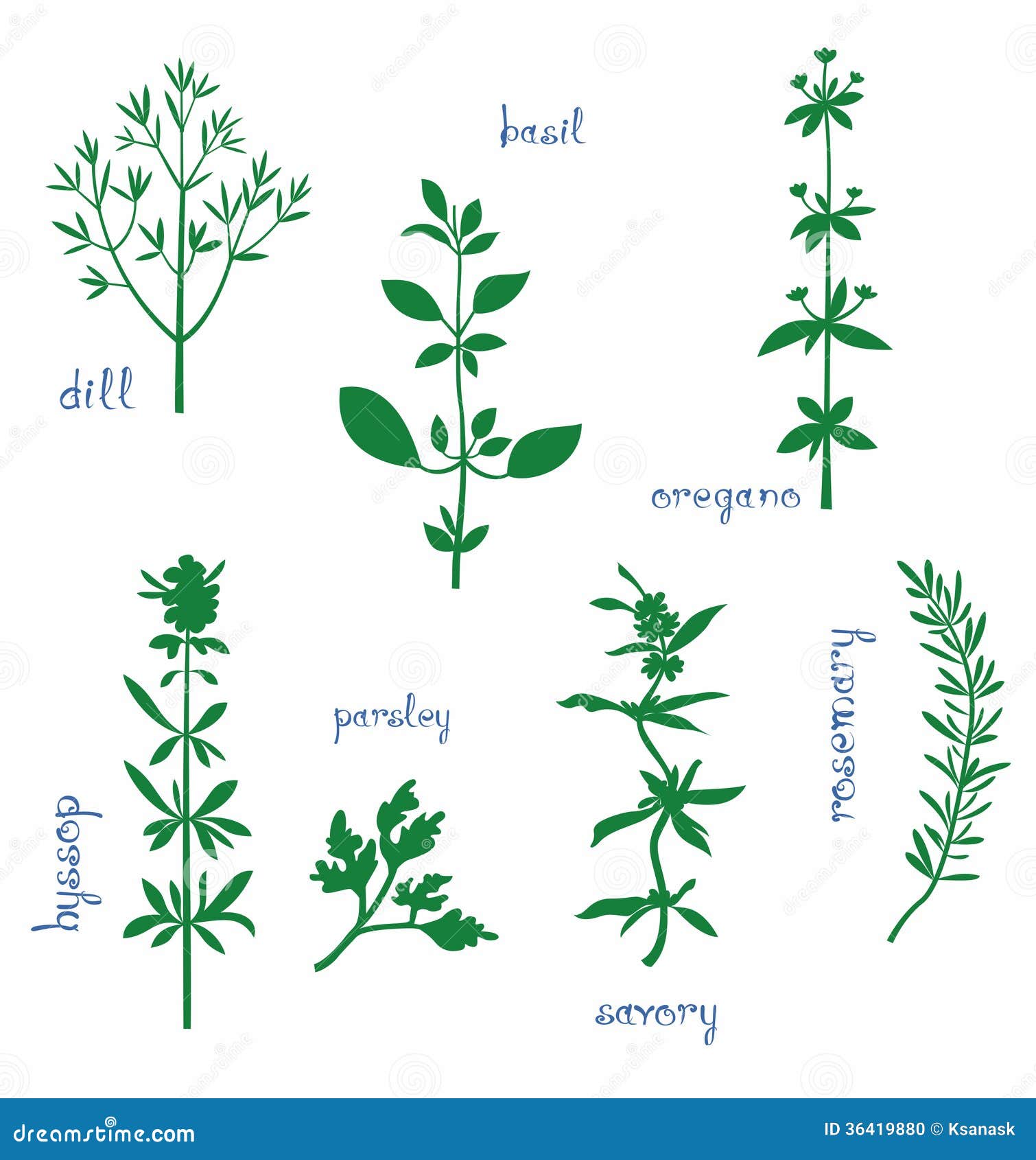 Ervas aromáticas ilustração do vetor. Ilustração de orégano - 36419880