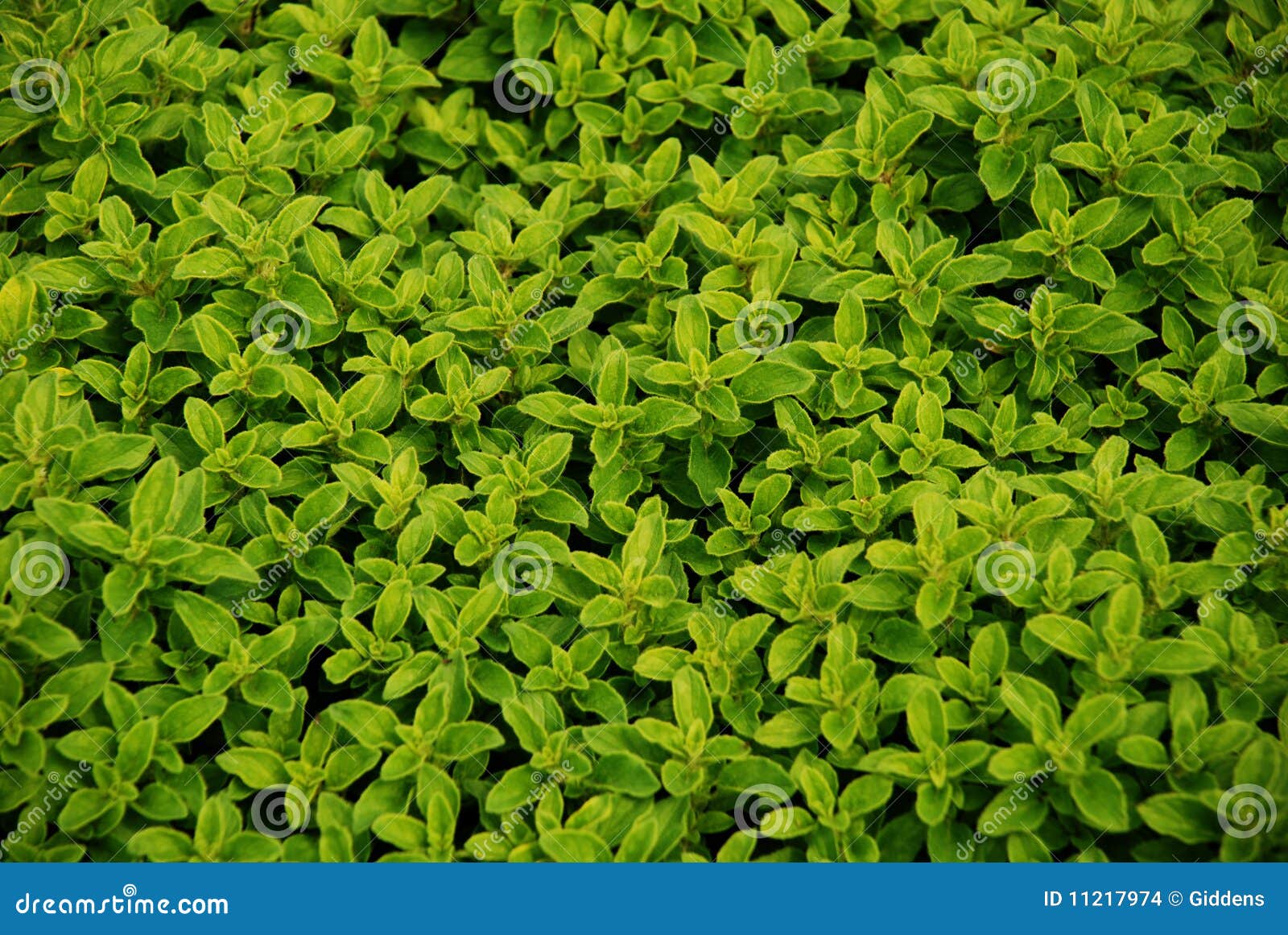 Ervas verdes foto de stock. Imagem de jardim, fresco - 11217974