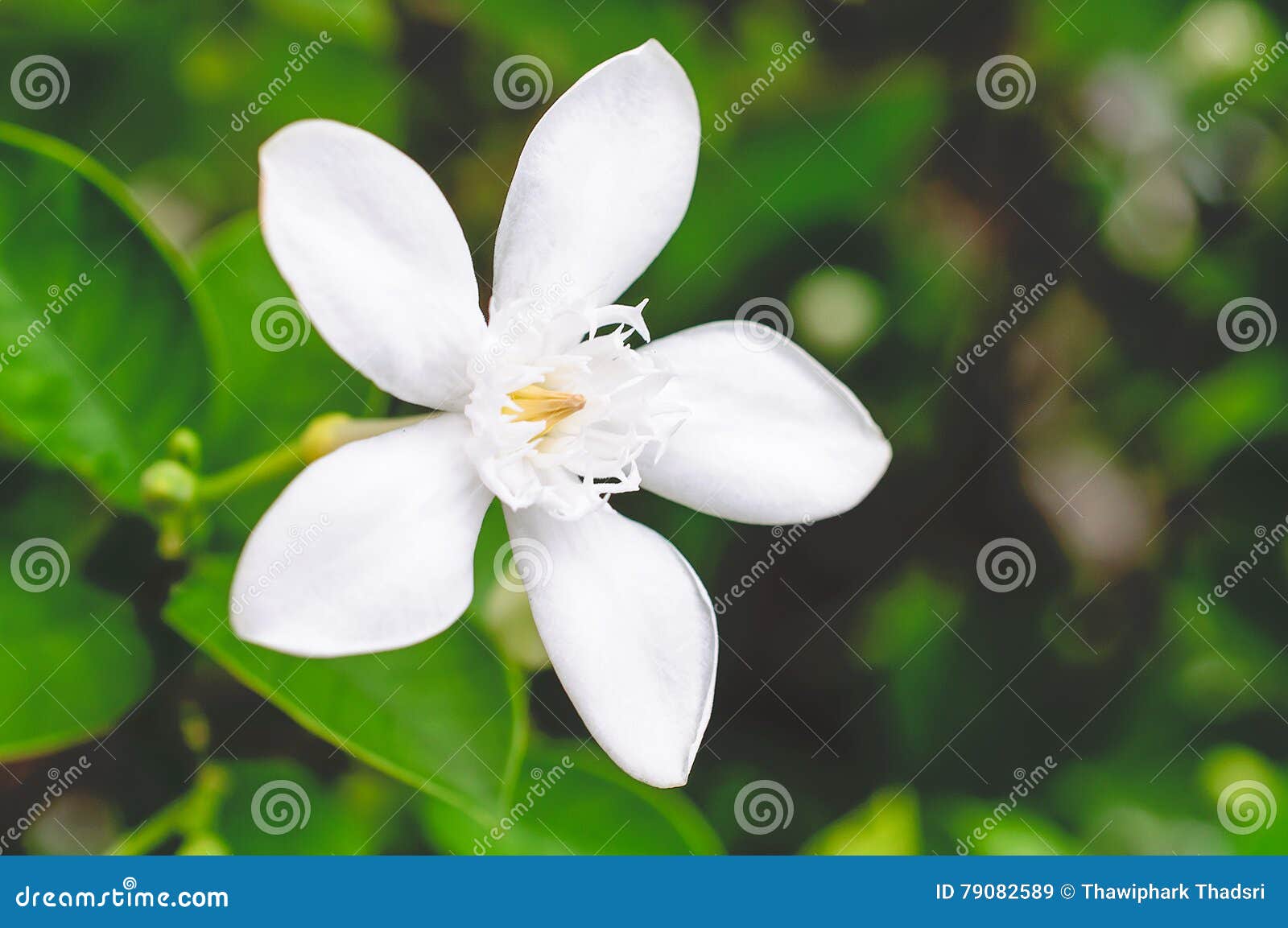 Ervatamia in Close Up View stock image. Image of flower - 79082589