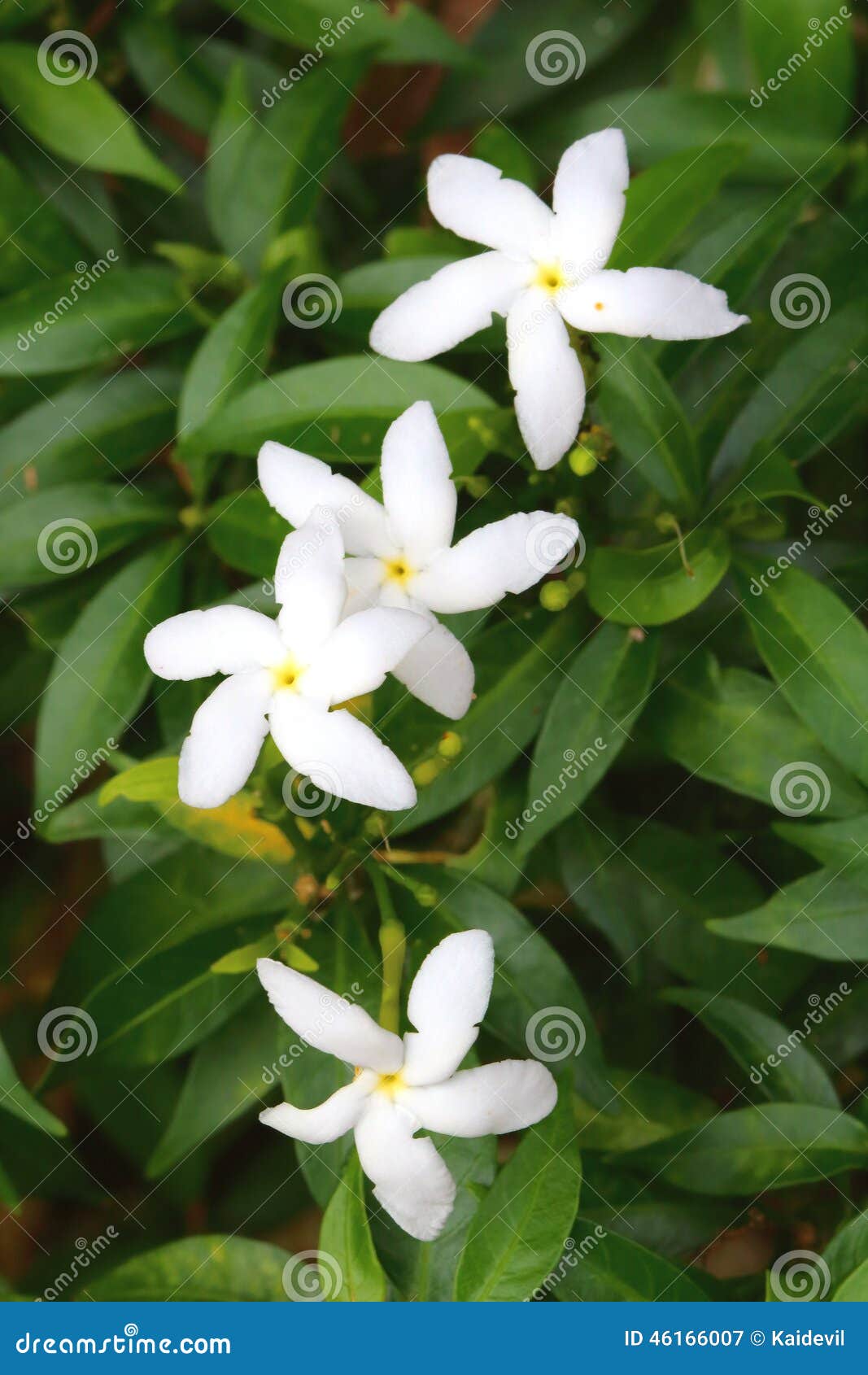 Ervatamia stock image. Image of beauty, foliage, flora - 46166007