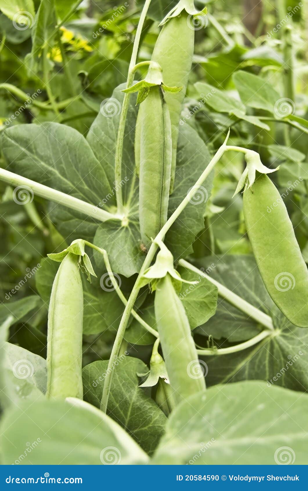 Ervilha foto de stock. Imagem de nave, escasso, imagem - 20584590