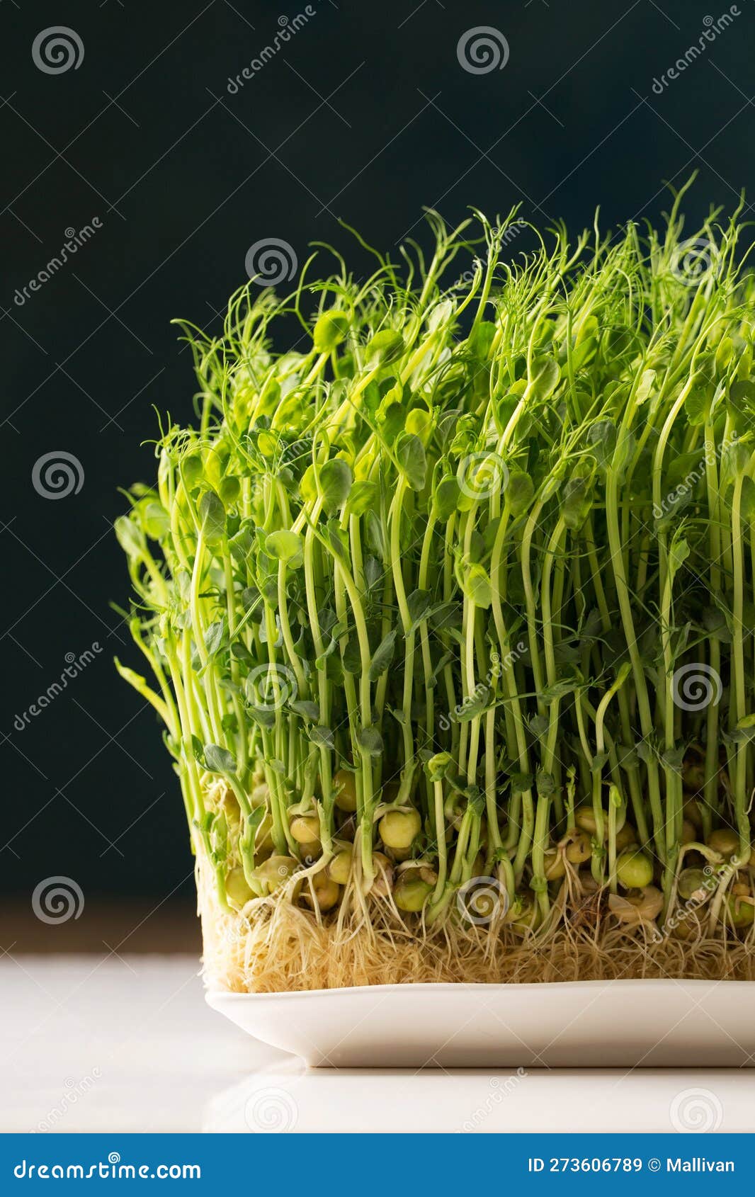 Ervilha Germinada Microgreens Numa Placa Retangular Branca Numa Mesa ...