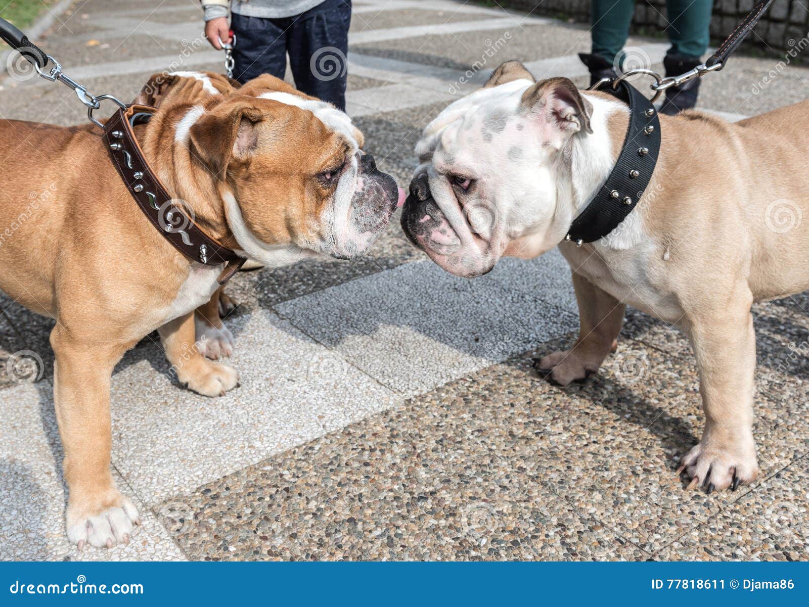 Erwachsene Englische Bulldoggen Stockbild - Bild von inländisch, hund ...