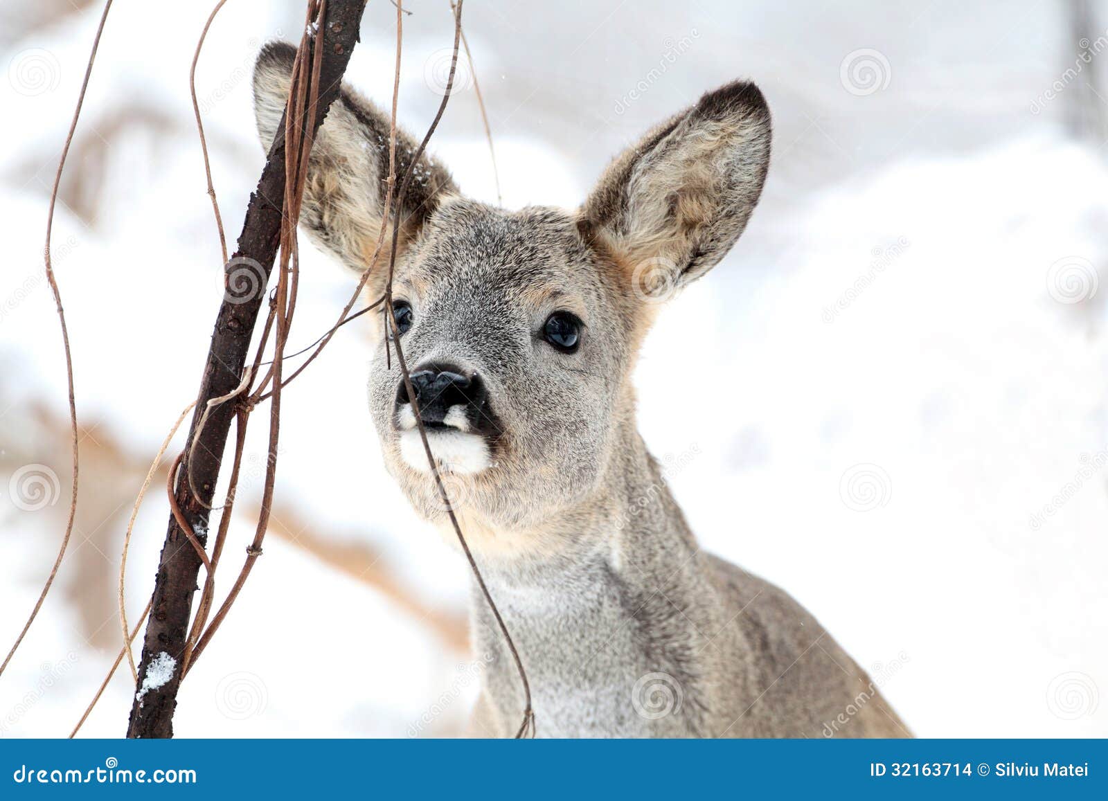 Erwachsene Rehe Im Wald in Der Wintersaison Stockfoto - Bild von park ...