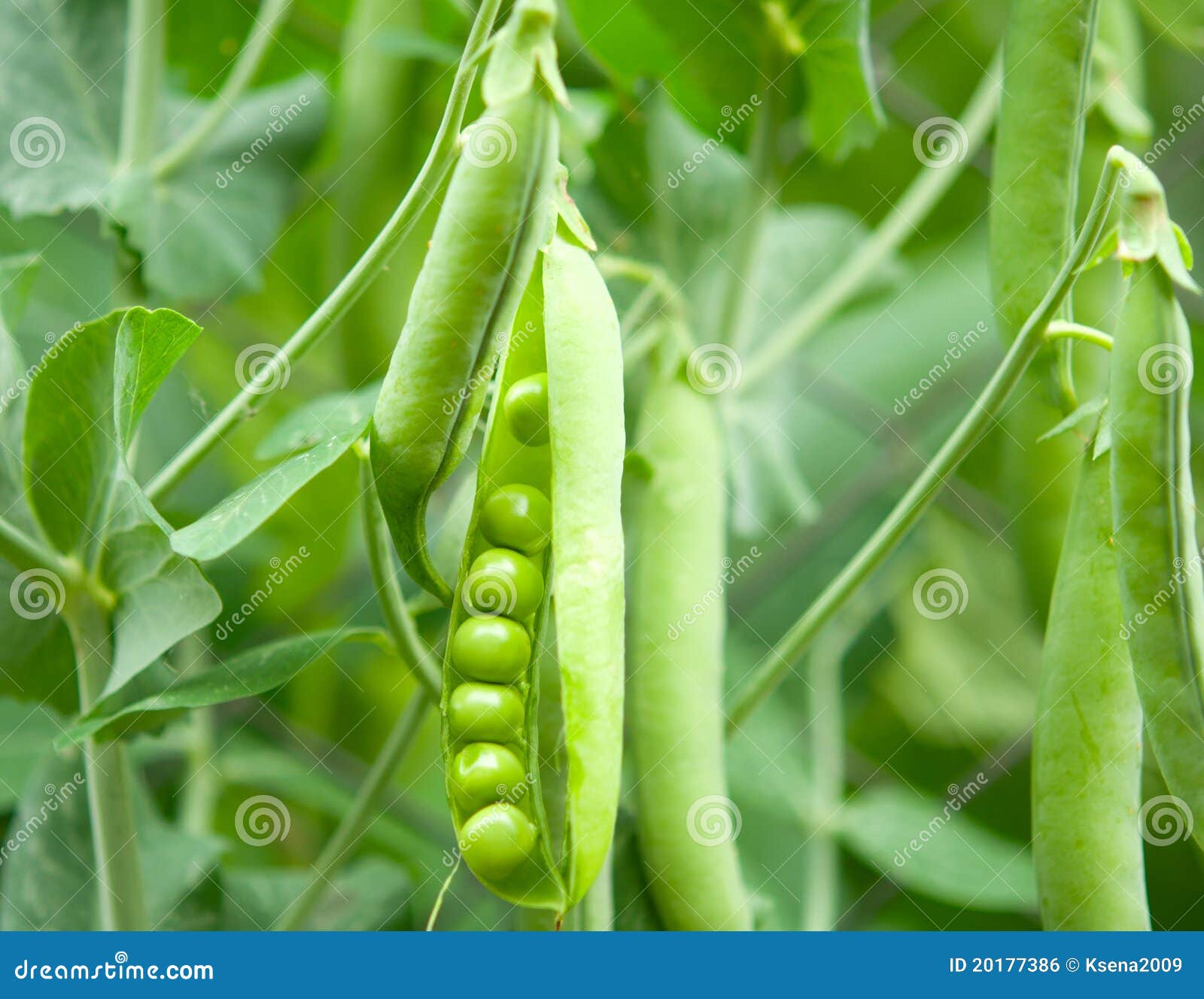 Erwten stock foto. Image of gewas, erwten, organisch - 20177386