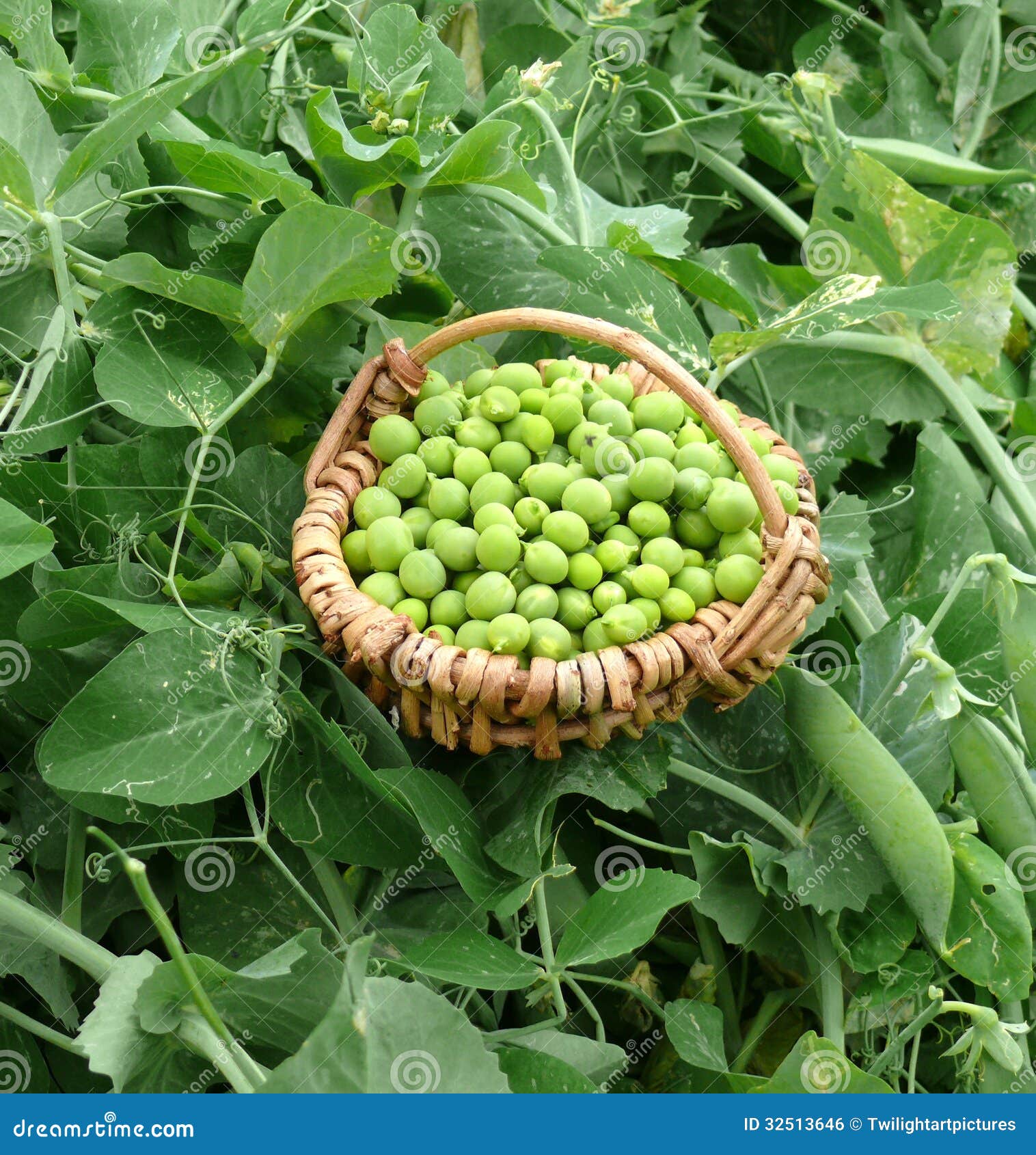 Erwten stock foto. Image of peulvruchten, organisch, voedsel - 32513646