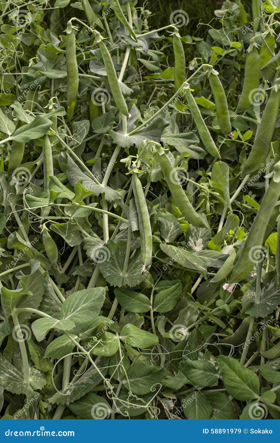 Erwten stock afbeelding. Image of erwt, kruidenierswinkel - 58891979