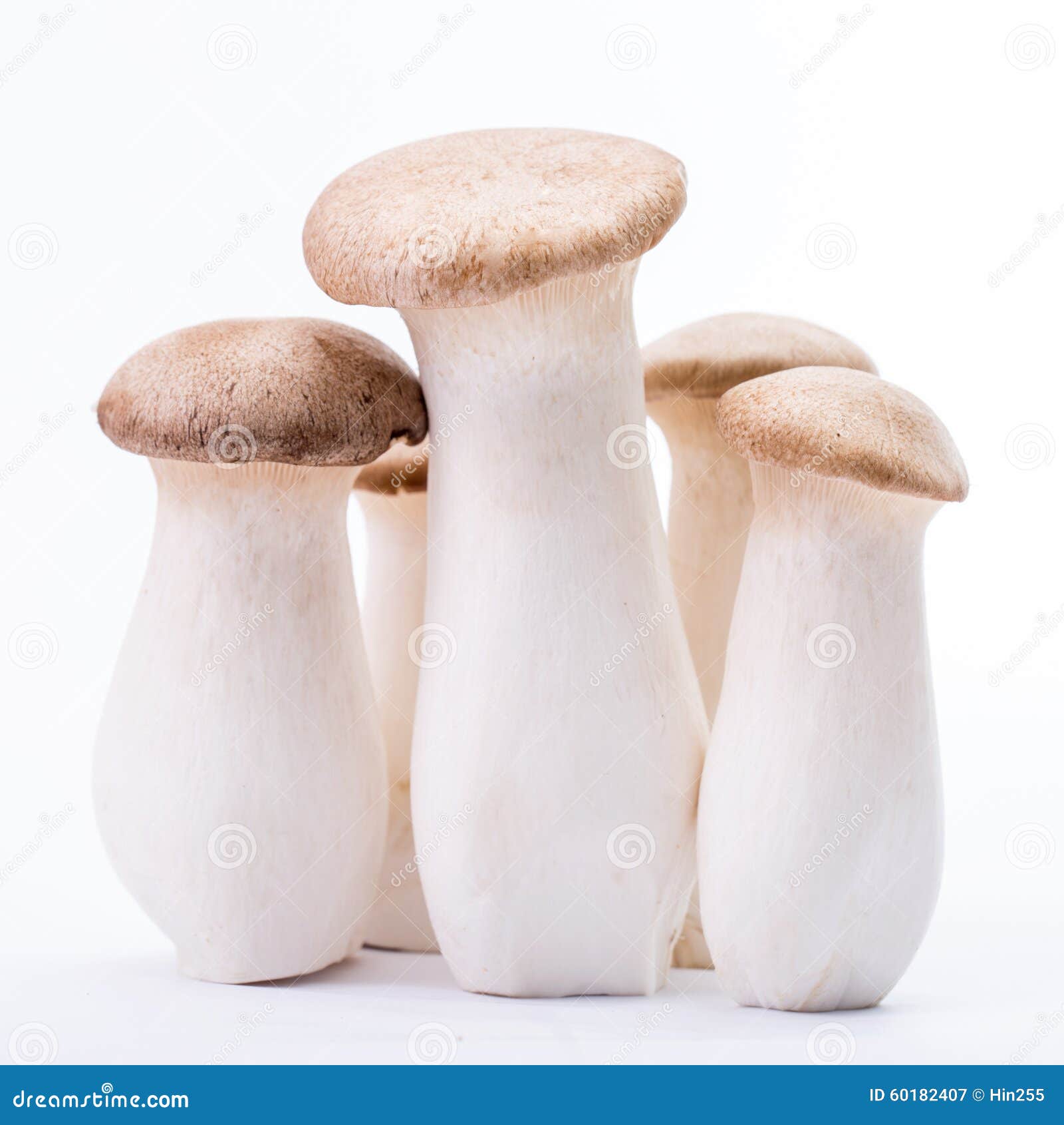 Eryngii Mushroom Five Pieces Isolated Stock Image - Image of closeup ...