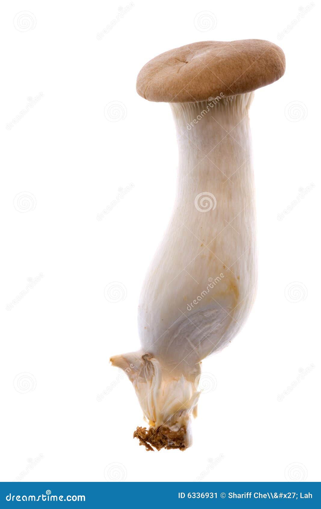 Eryngii Mushroom Isolated stock image. Image of cuisine - 6336931