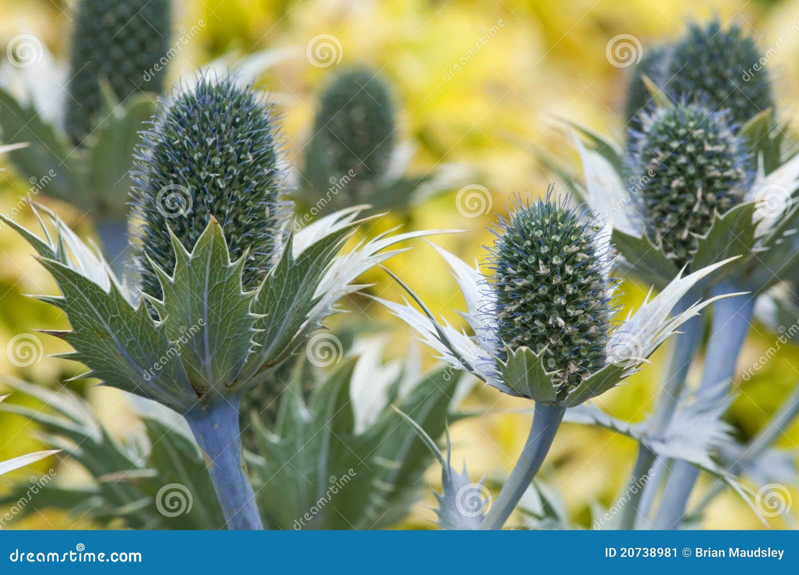 Eryngium Gigantium Flowers. Stock Image - Image of blue, giganteum ...