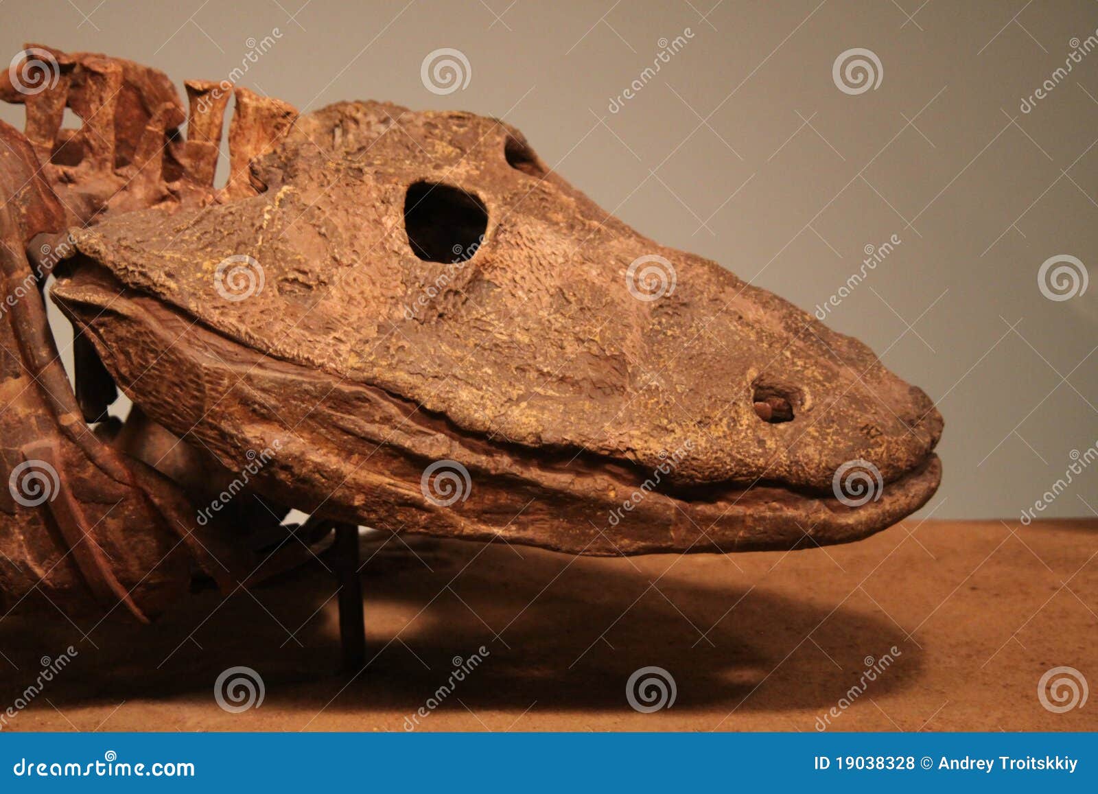 Eryops editorial stock photo. Image of canine, museum - 19038328