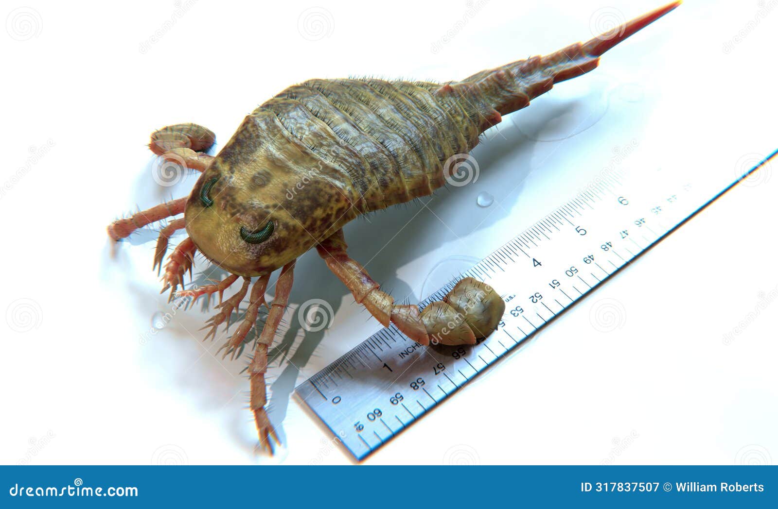Erypterus Up-Close with Ruler for Scale Stock Illustration ...