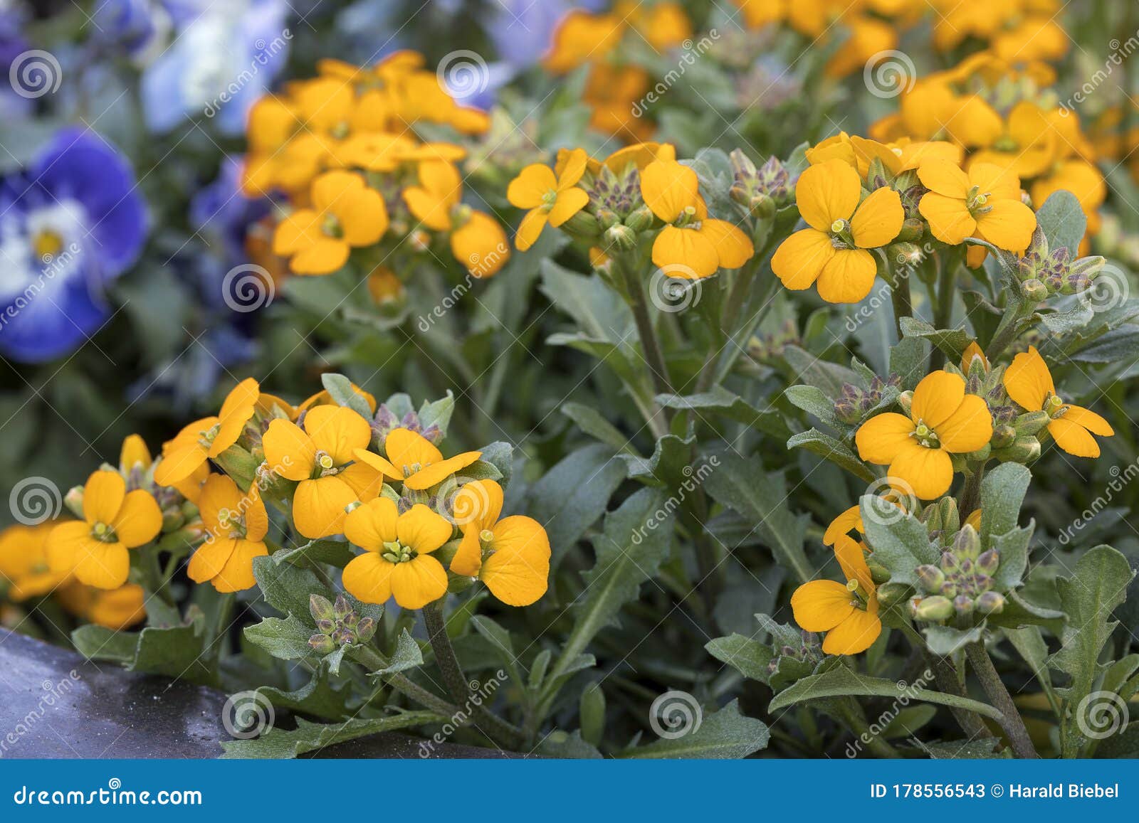 Erysimum Cheiri or Wallflowers Stock Image - Image of blossom, flower ...