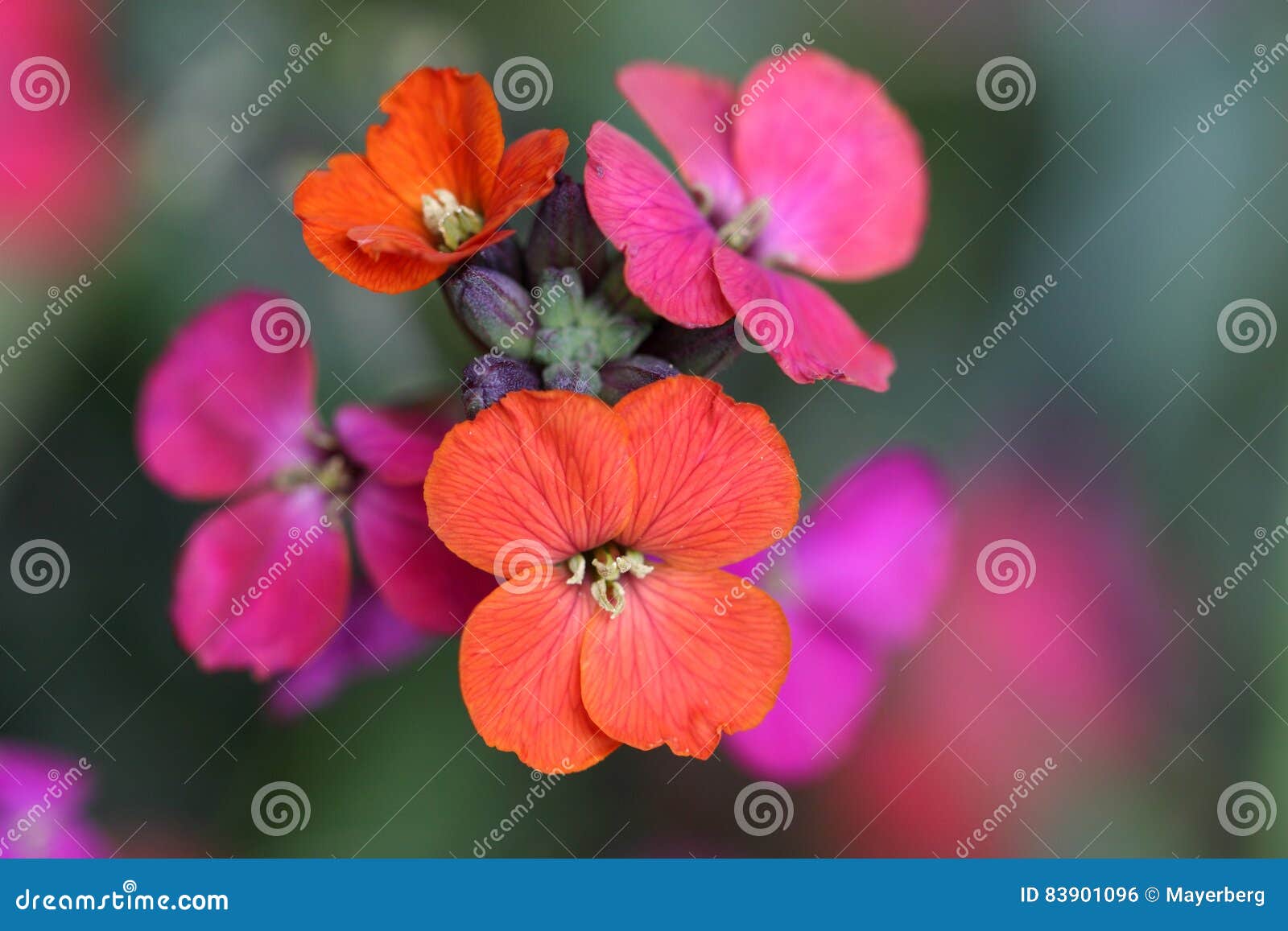 Erysimum wallflower stock photo. Image of islands, bloom - 83901096