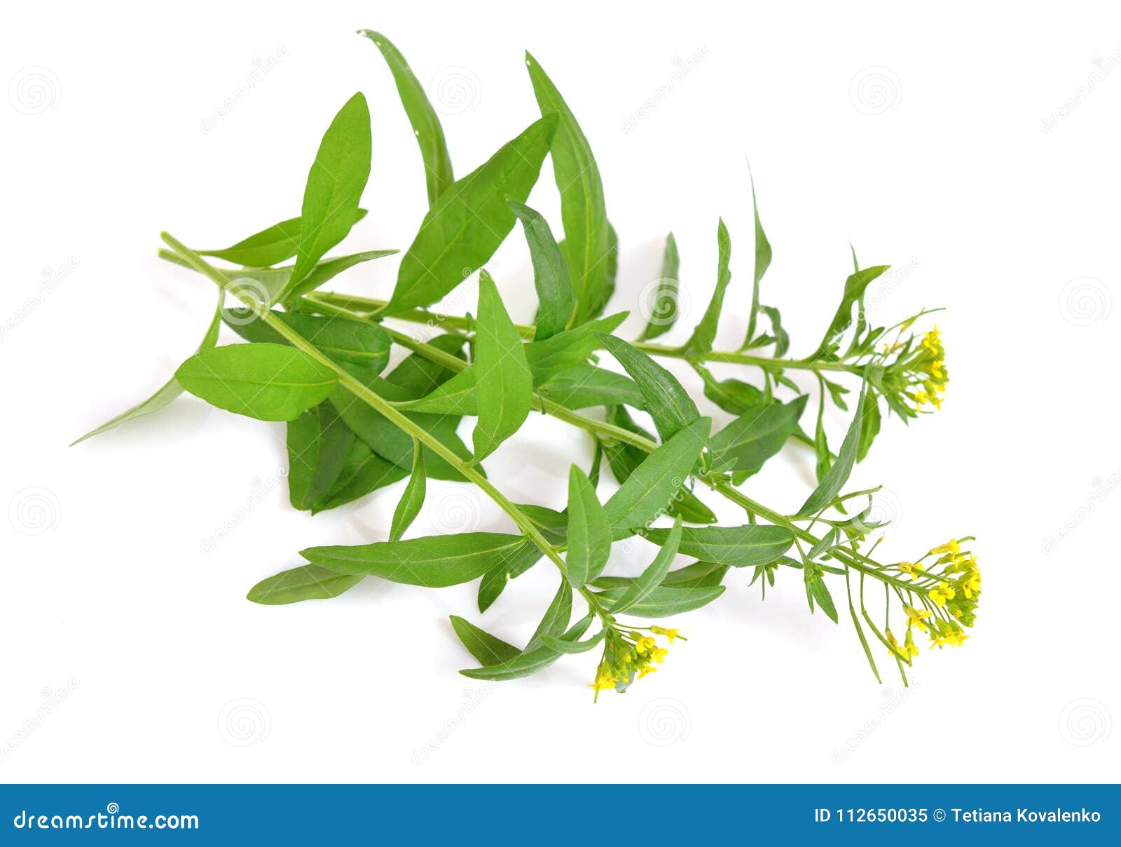 Erysimum Wallflower Isolated on White. Stock Image - Image of beauty ...