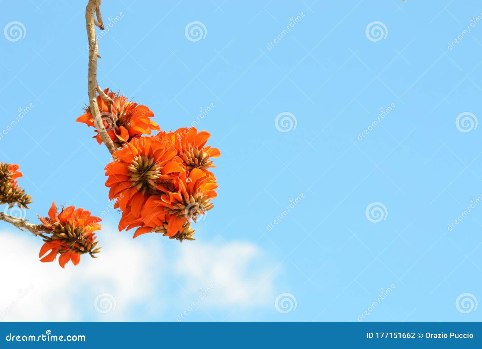 Erythrina Caffra, The Coast Coral Tree Or African Coral Tree, Is Native ...