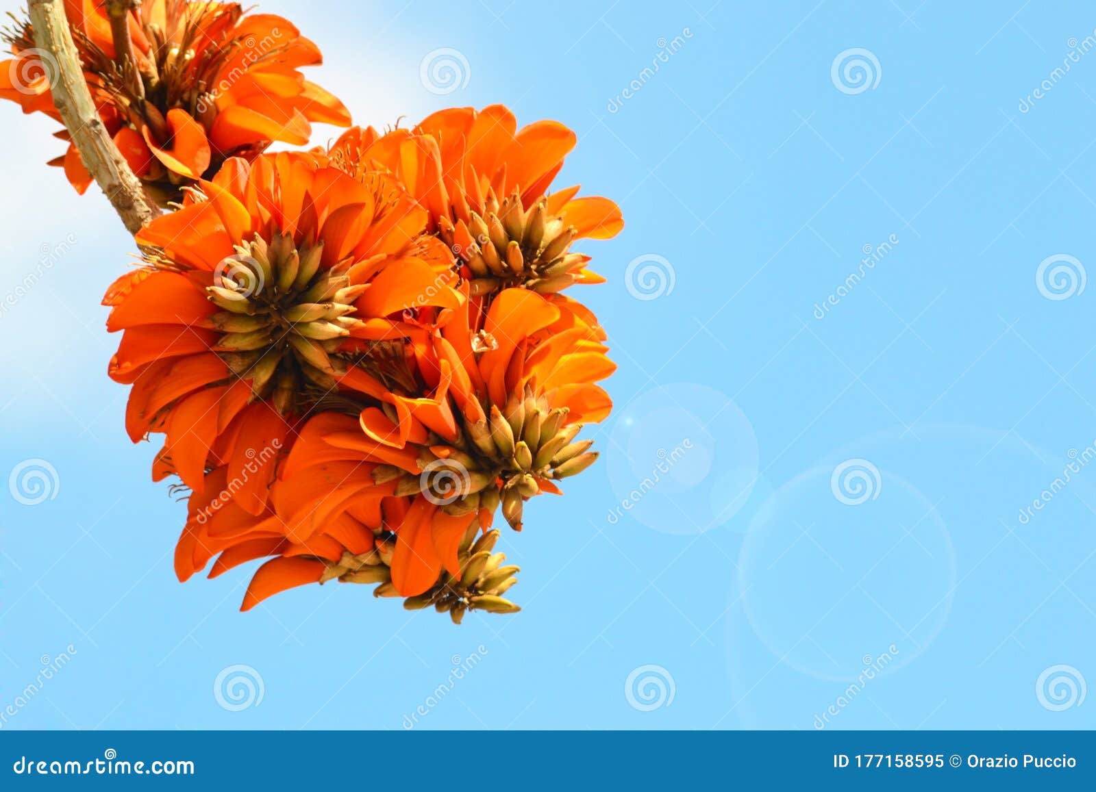 Erythrina Caffra, The Coast Coral Tree Or African Coral Tree, Is Native ...